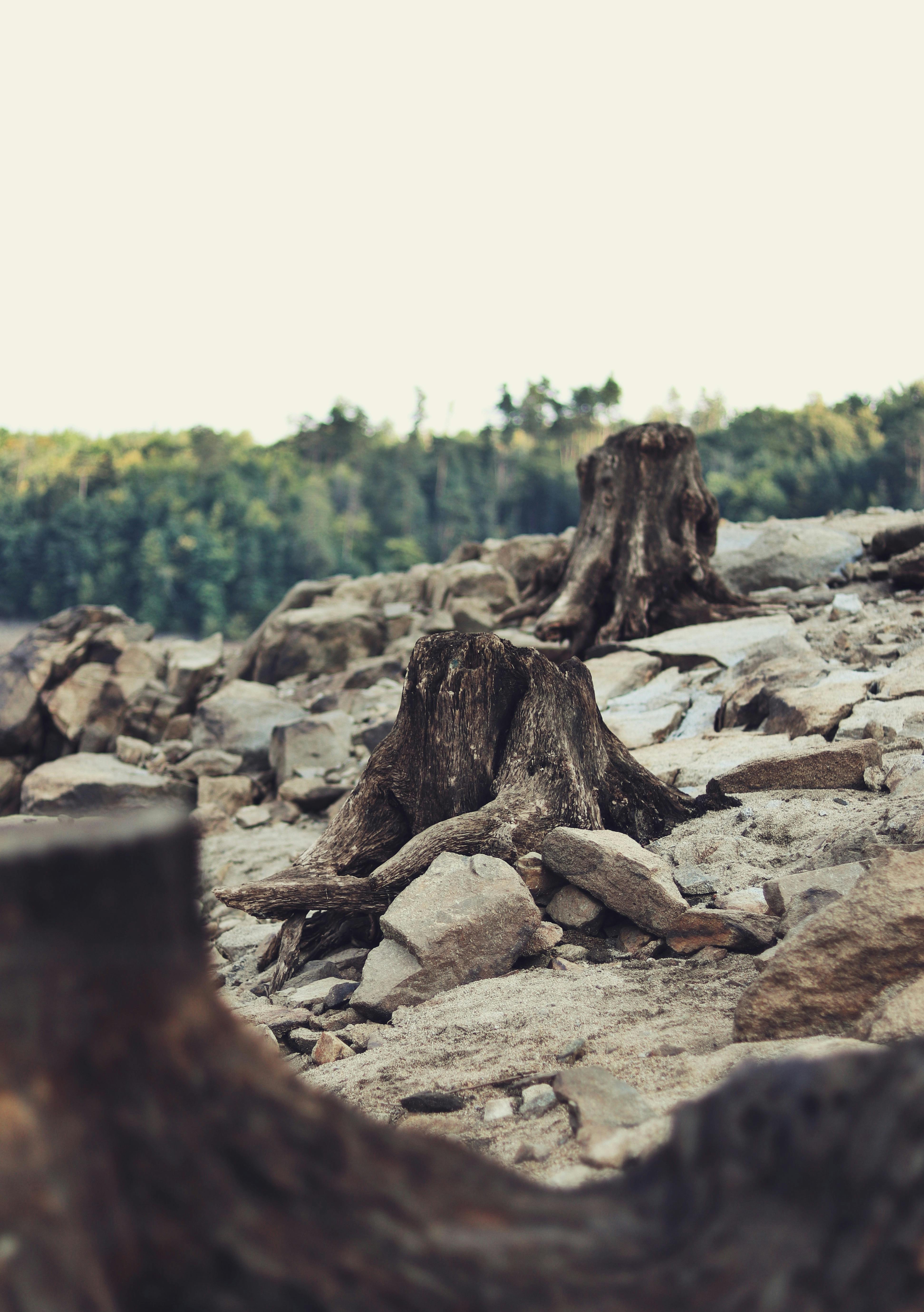 Tree Stumps and Rocks · Free Stock Photo