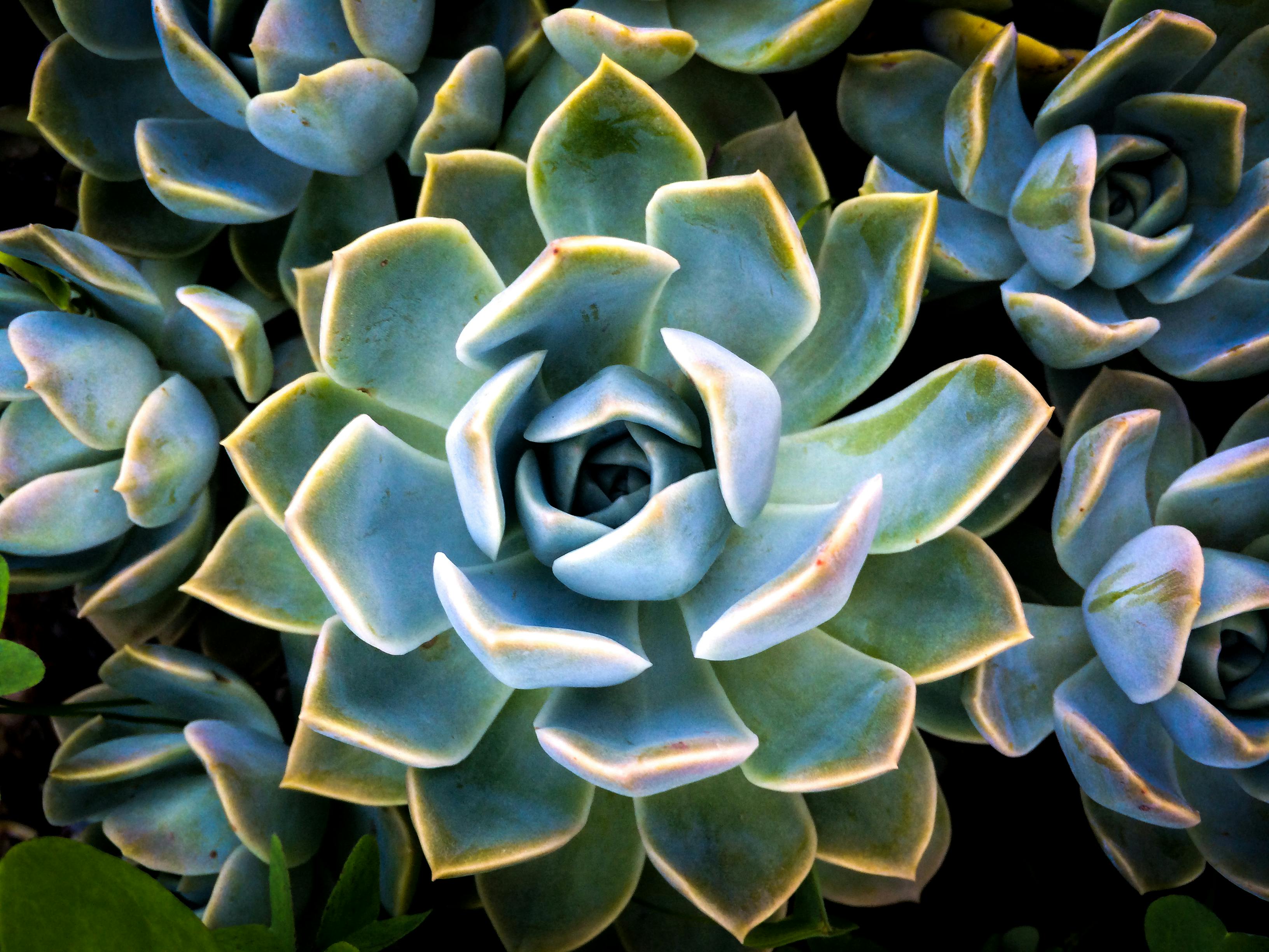 Closeup Photo of Succulent Flowers · Free Stock Photo