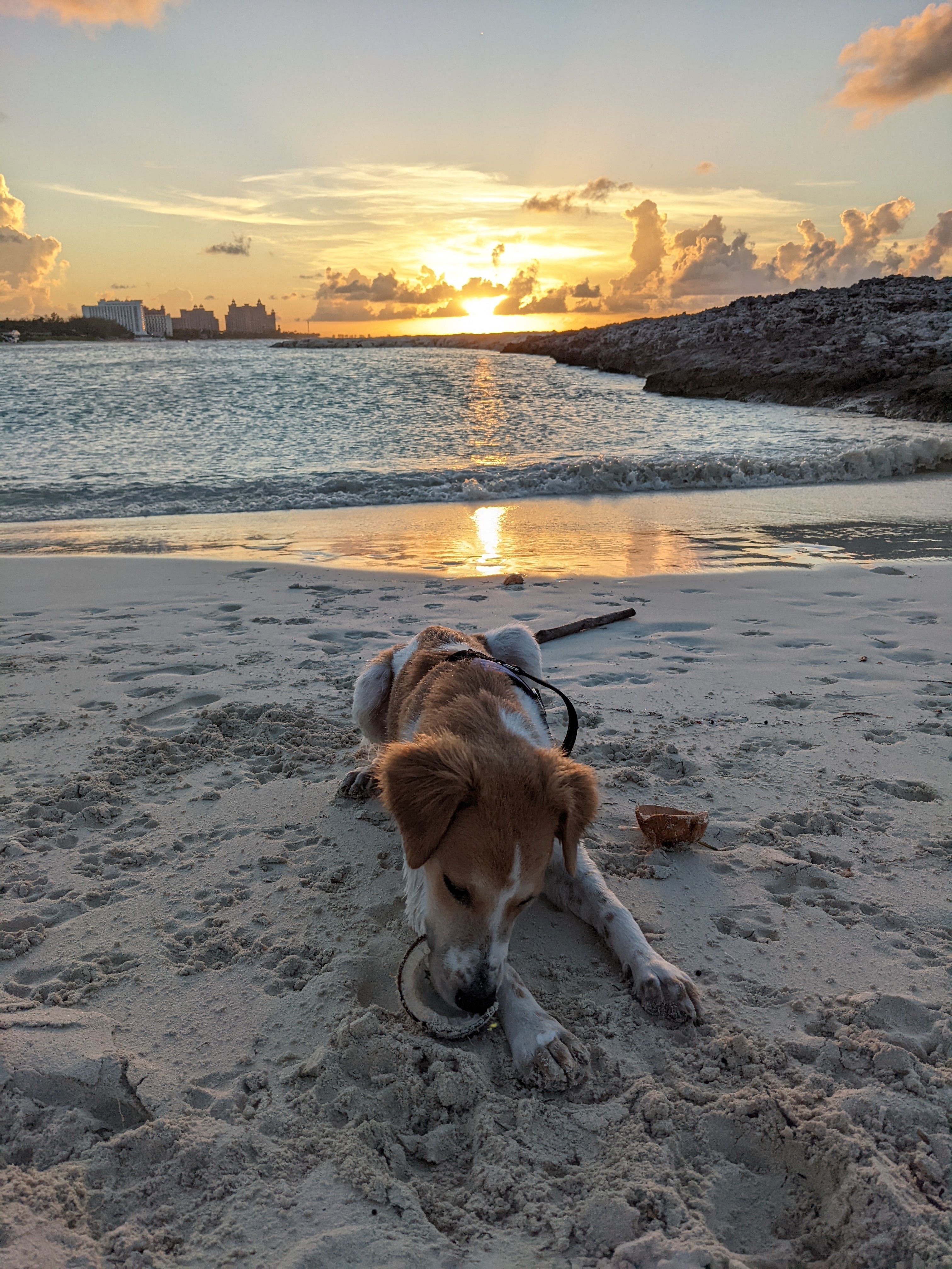 Carribean Dog Photos, Download The BEST Free Carribean Dog Stock Photos ...