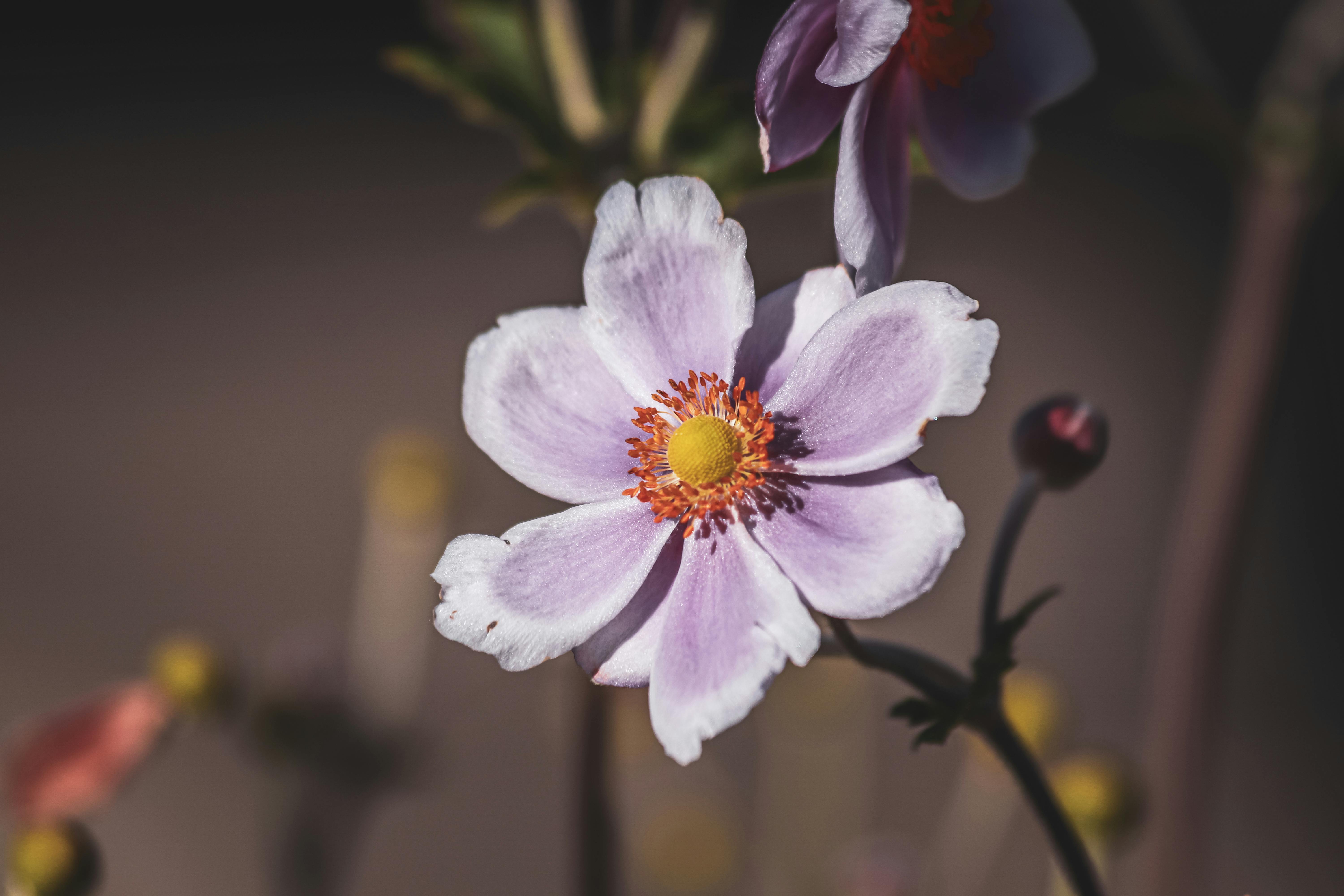 Delicate Purple Flower in Close Up Photography · Free Stock Photo