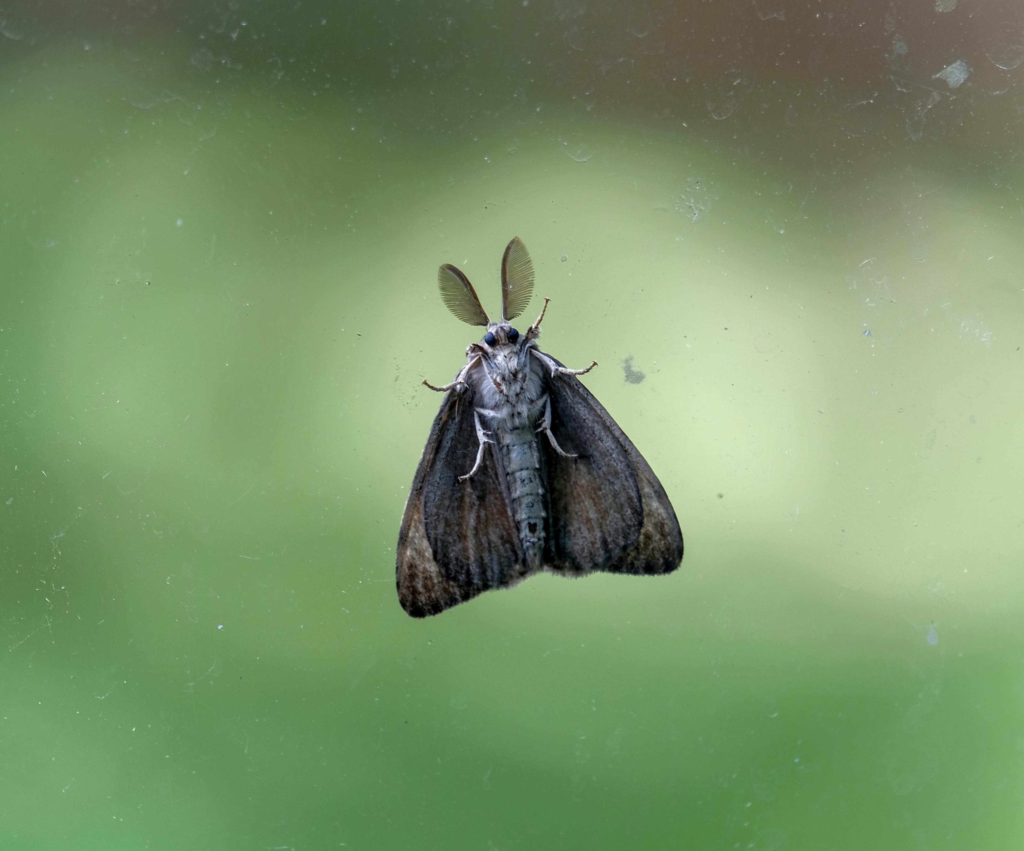 Brown Fly Mouth · Free Stock Photo