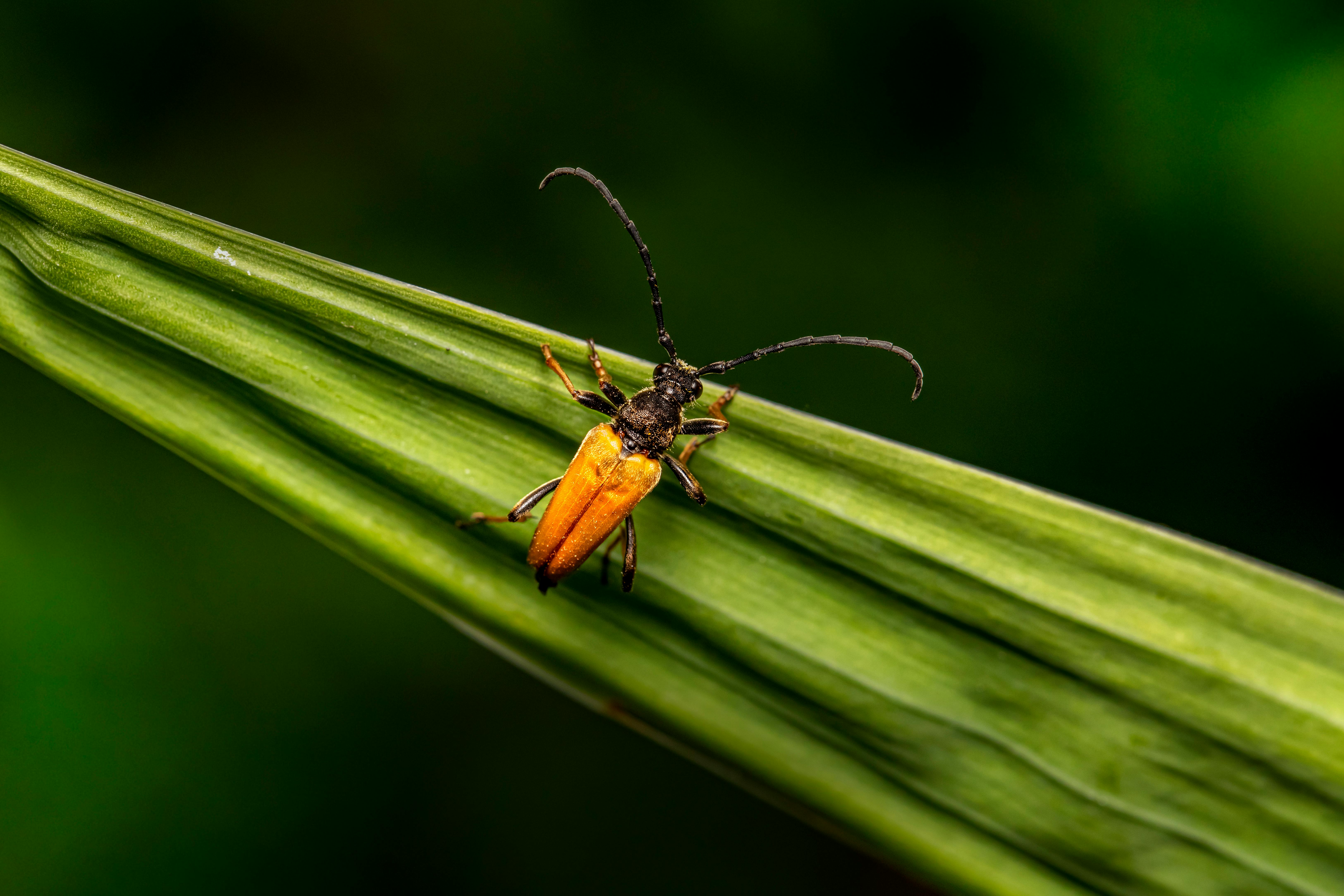 Close up of an Insect on a Leaf · Free Stock Photo