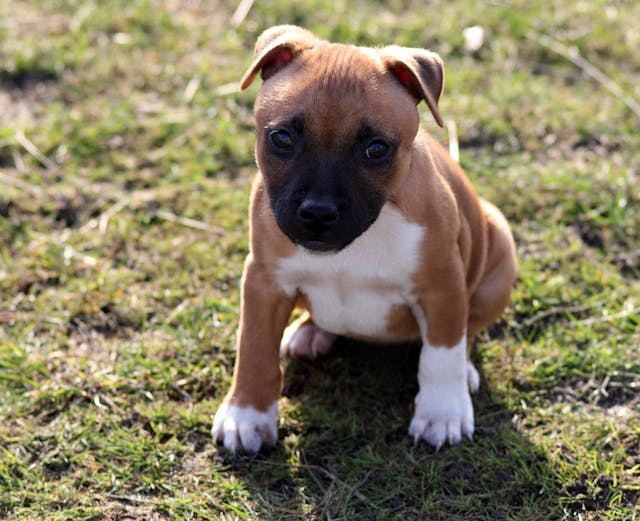 Staffy X Breeds: Choosing the Perfect Mixed-Breed Companion