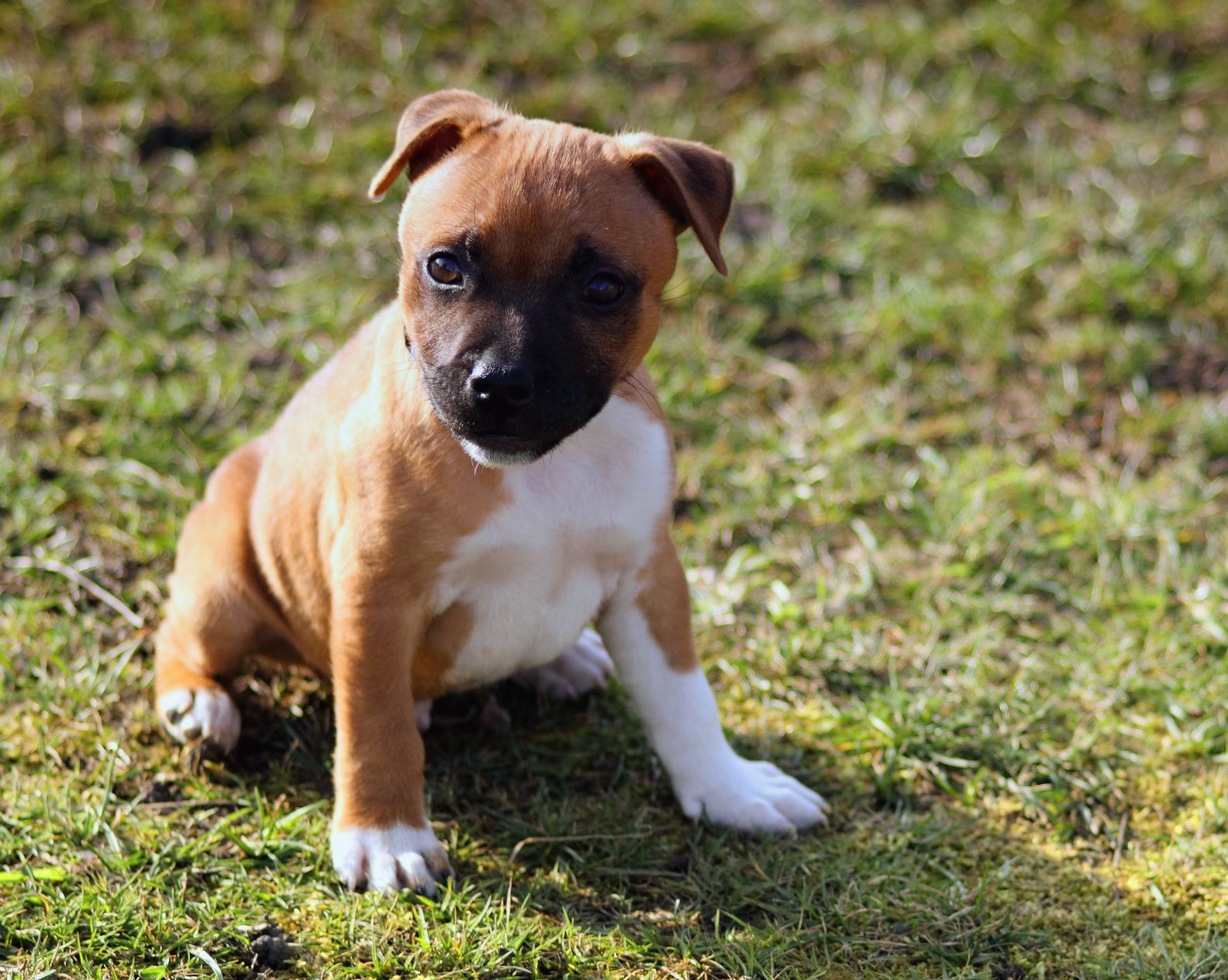 Understanding Apbt Height and Size: A Comprehensive Guide