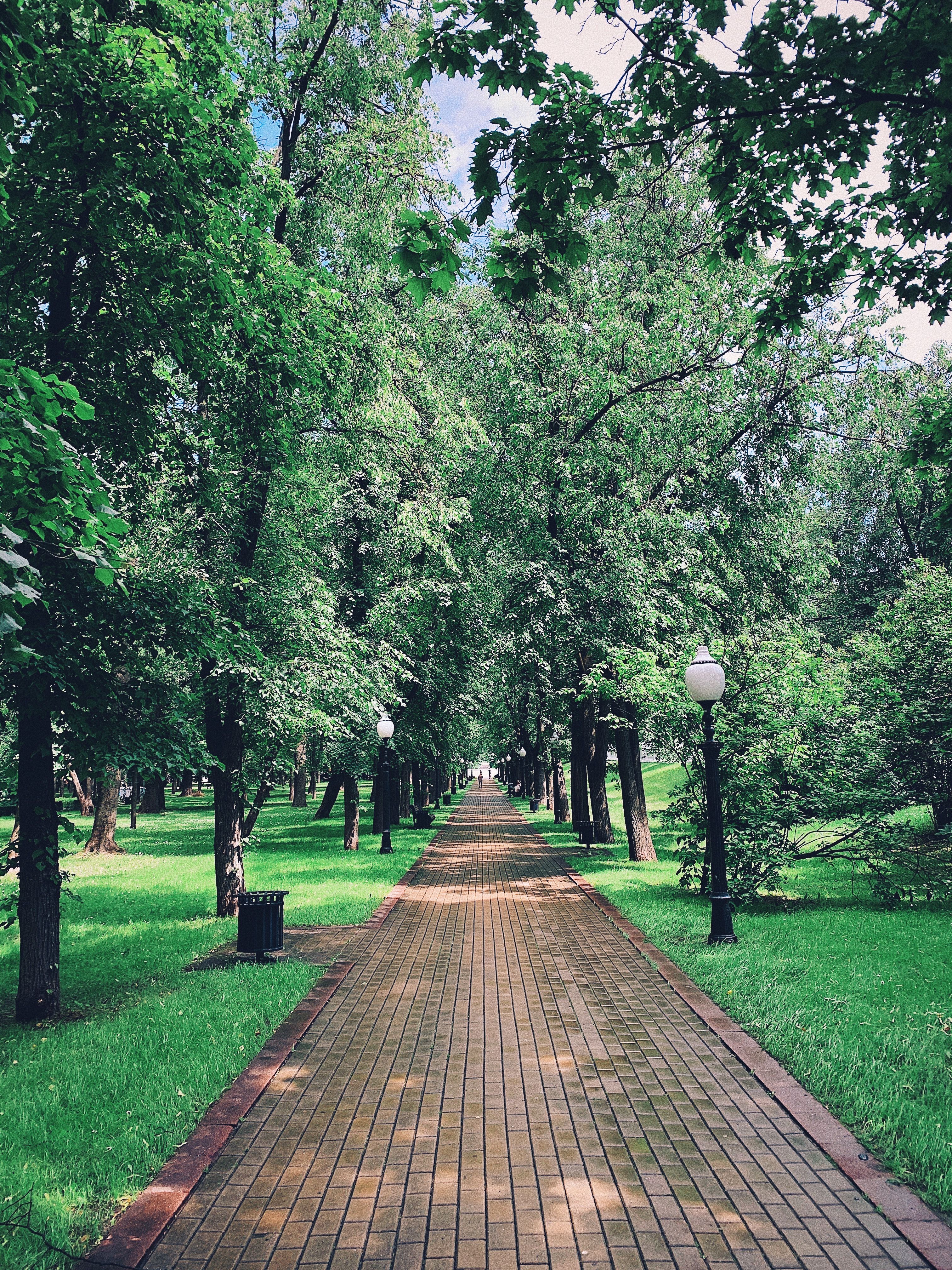 Paved Pathway Between Green Trees and Green Grass · Free Stock Photo