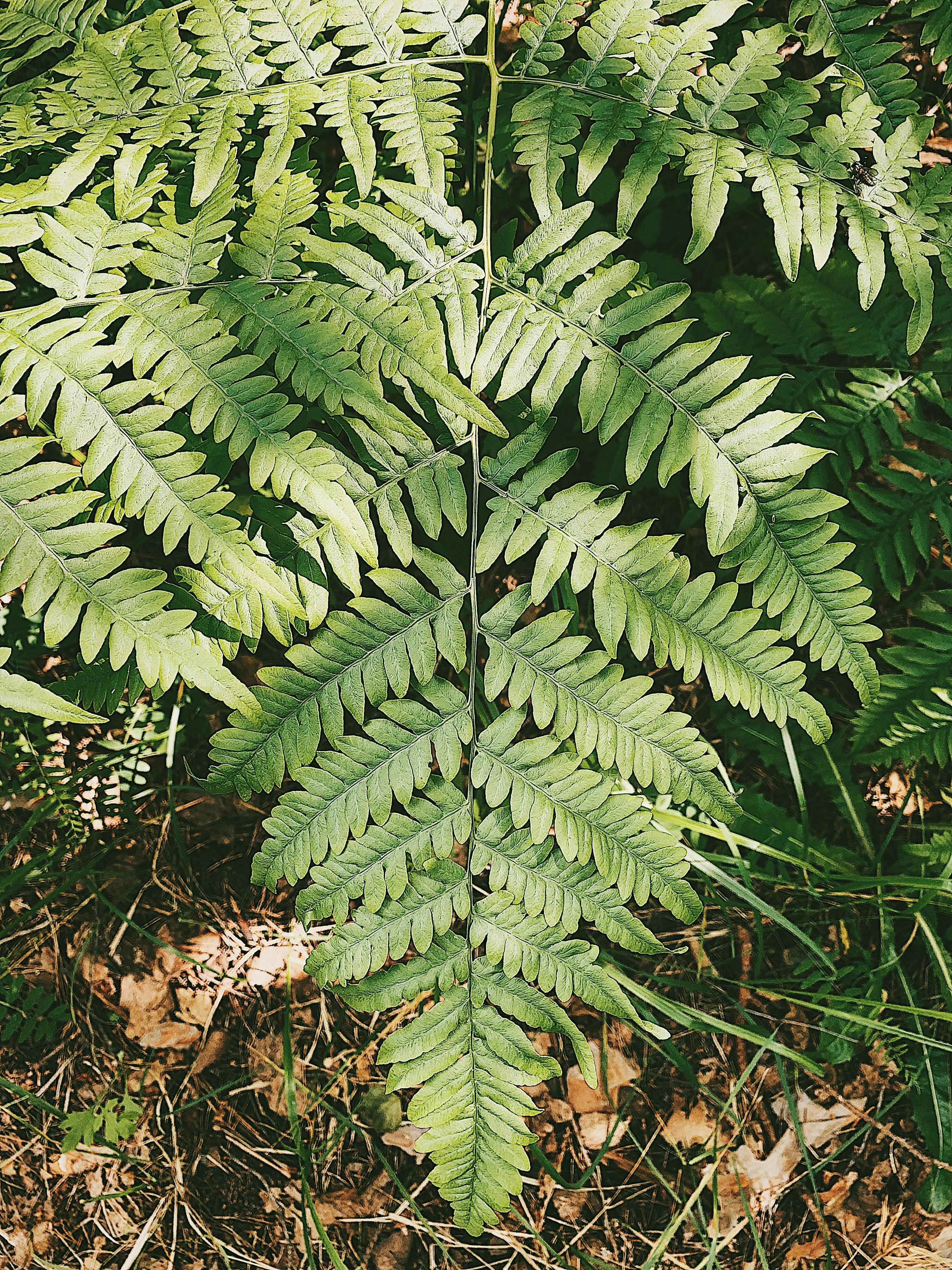 Tree Ferns Casting Shadows on Sidewalk · Free Stock Photo