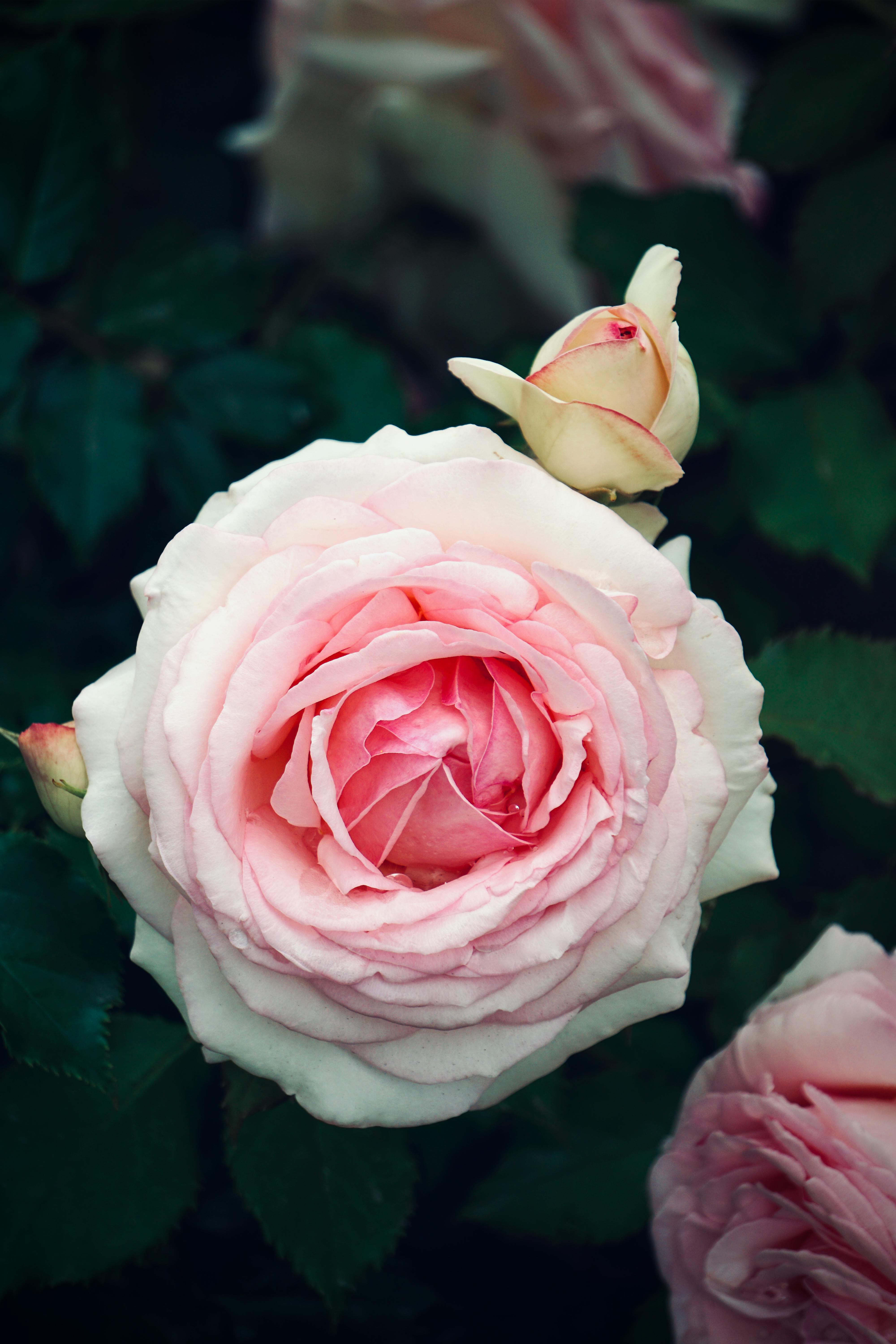 A Beautiful Pink Rose Blooming · Free Stock Photo