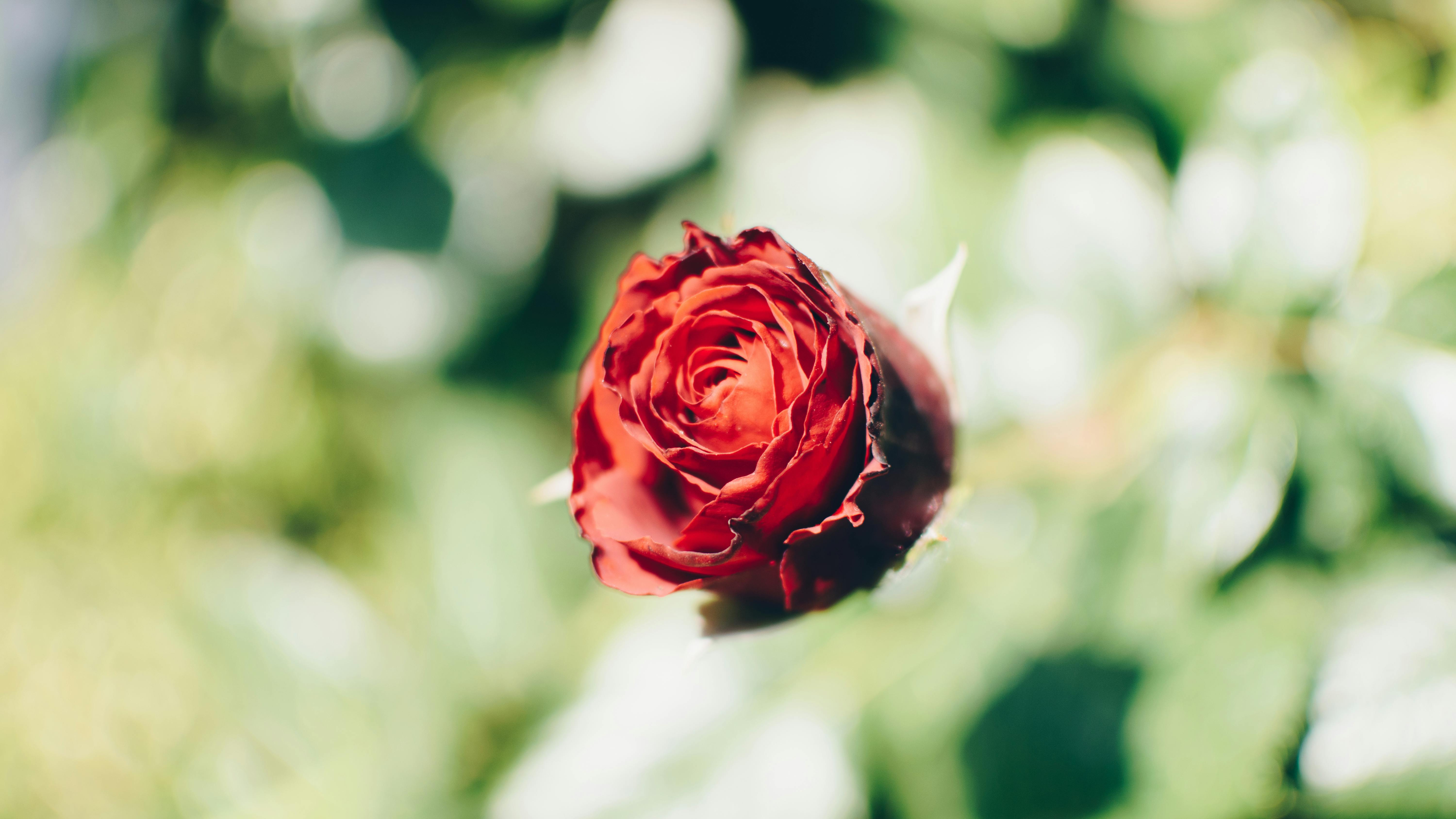Close-Up Shot of a Red Rose · Free Stock Photo