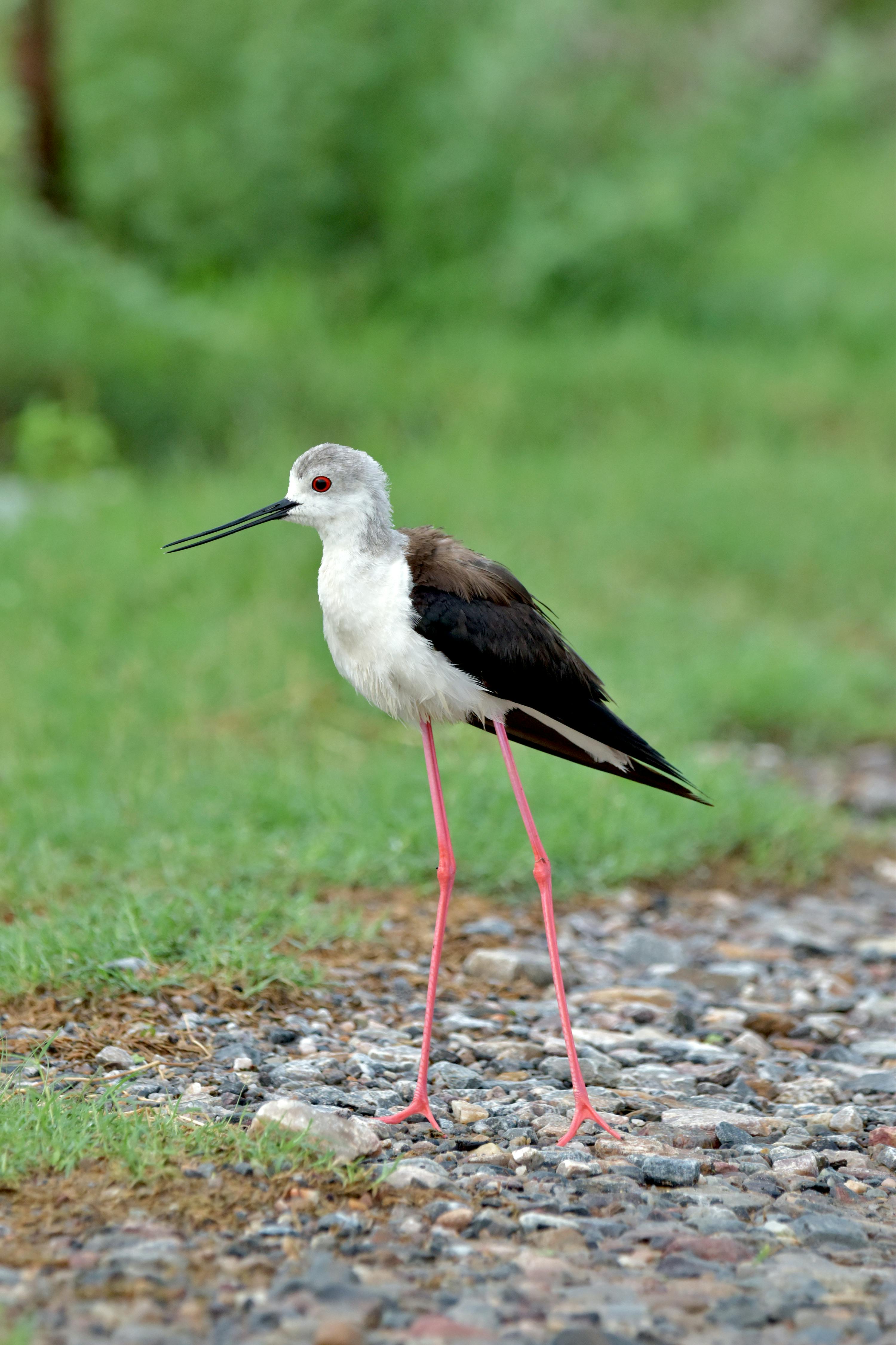 A Long Legged Black-winged Stilt on the Ground · Free Stock Photo