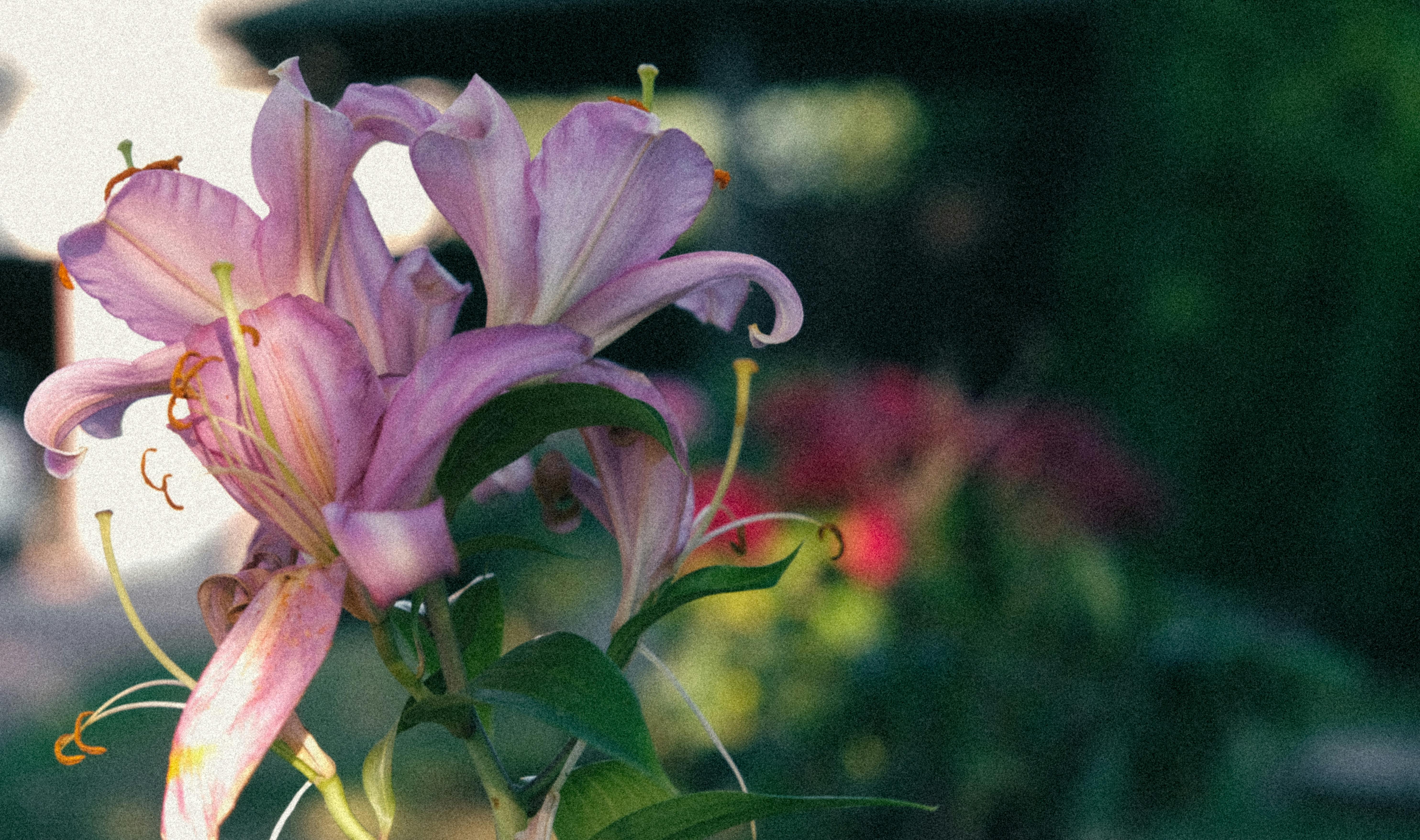 Close-Up Shot of Lilies · Free Stock Photo