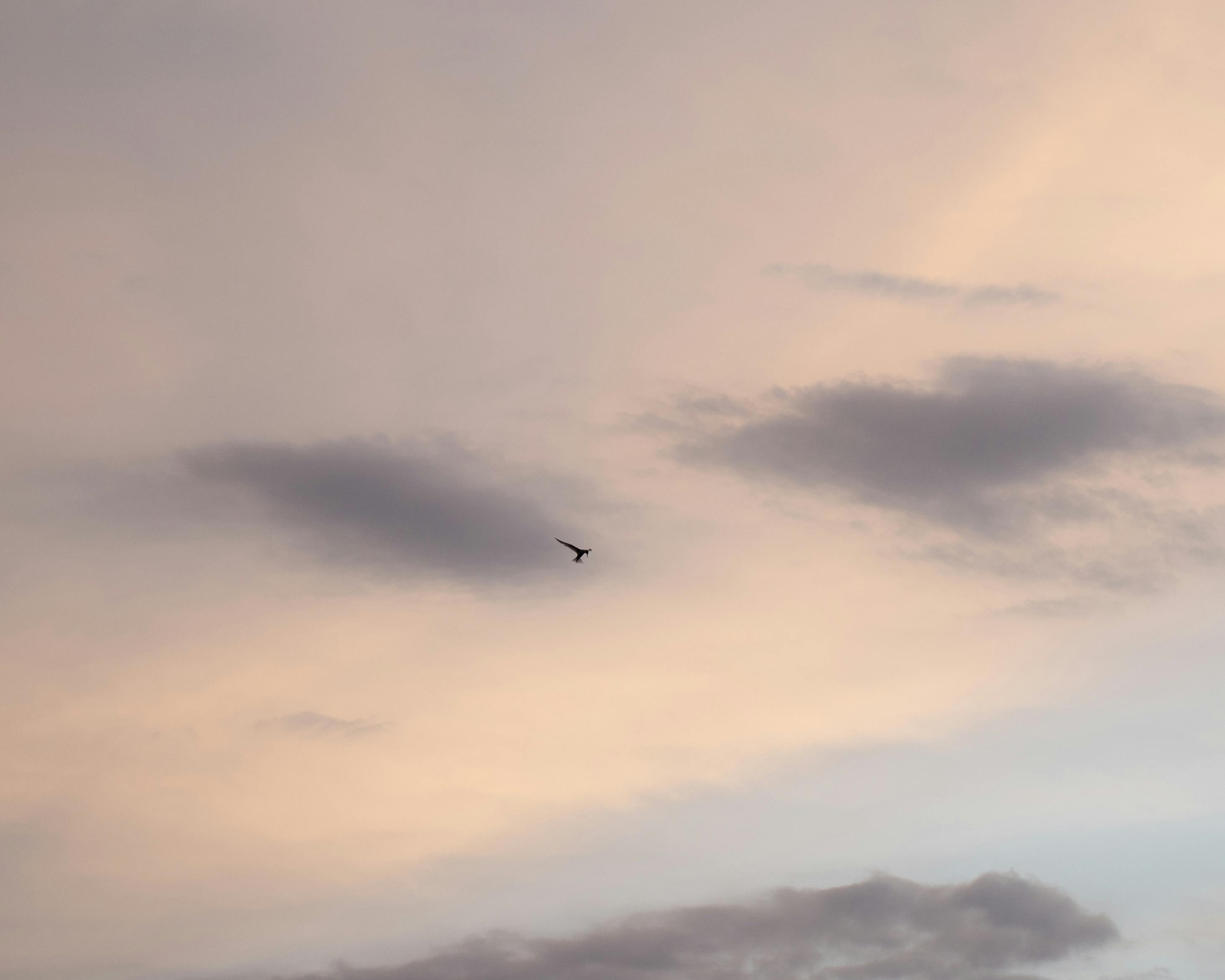 Birds Flying Under a Sky · Free Stock Photo