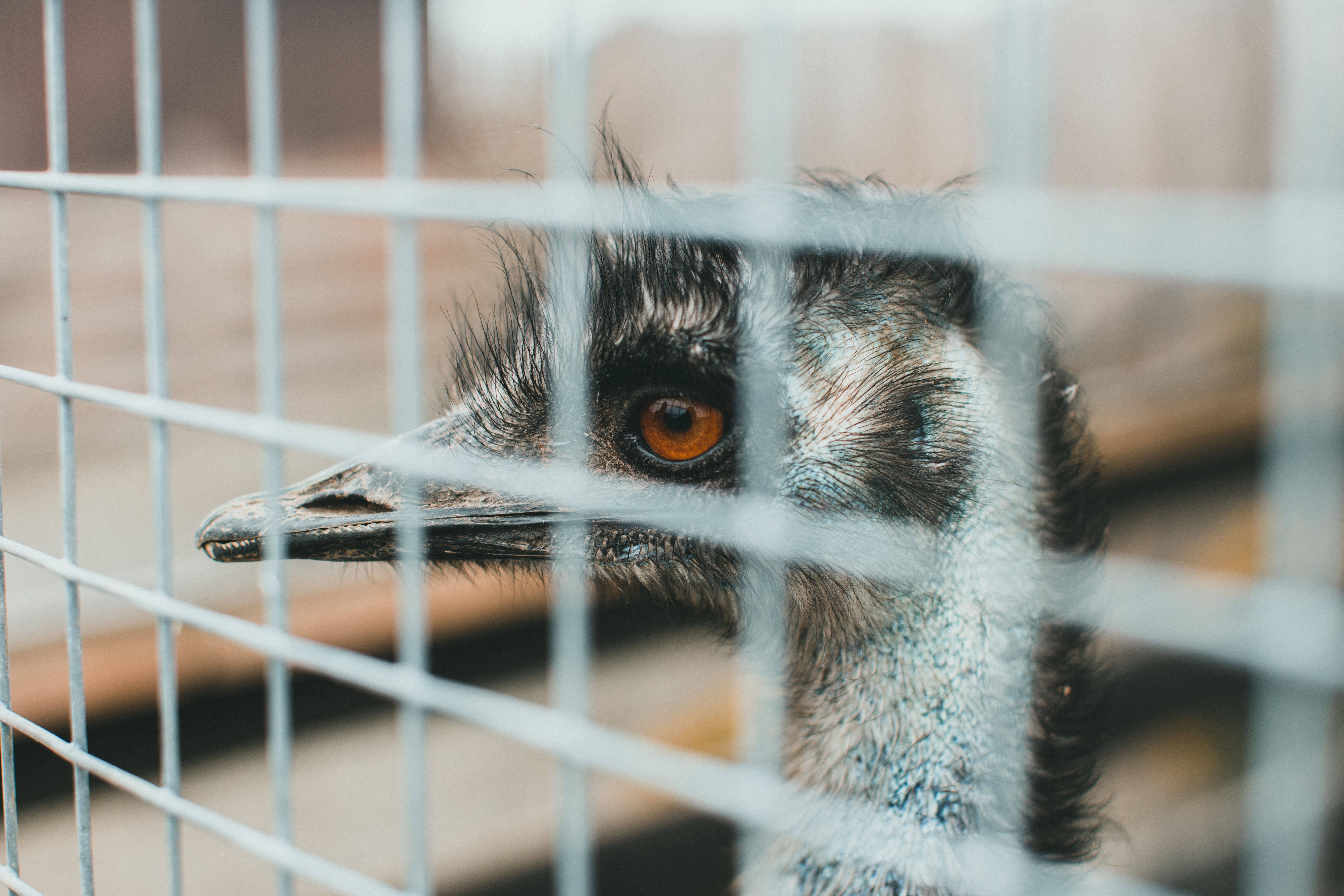 Ostrich Skeleton · Free Stock Photo