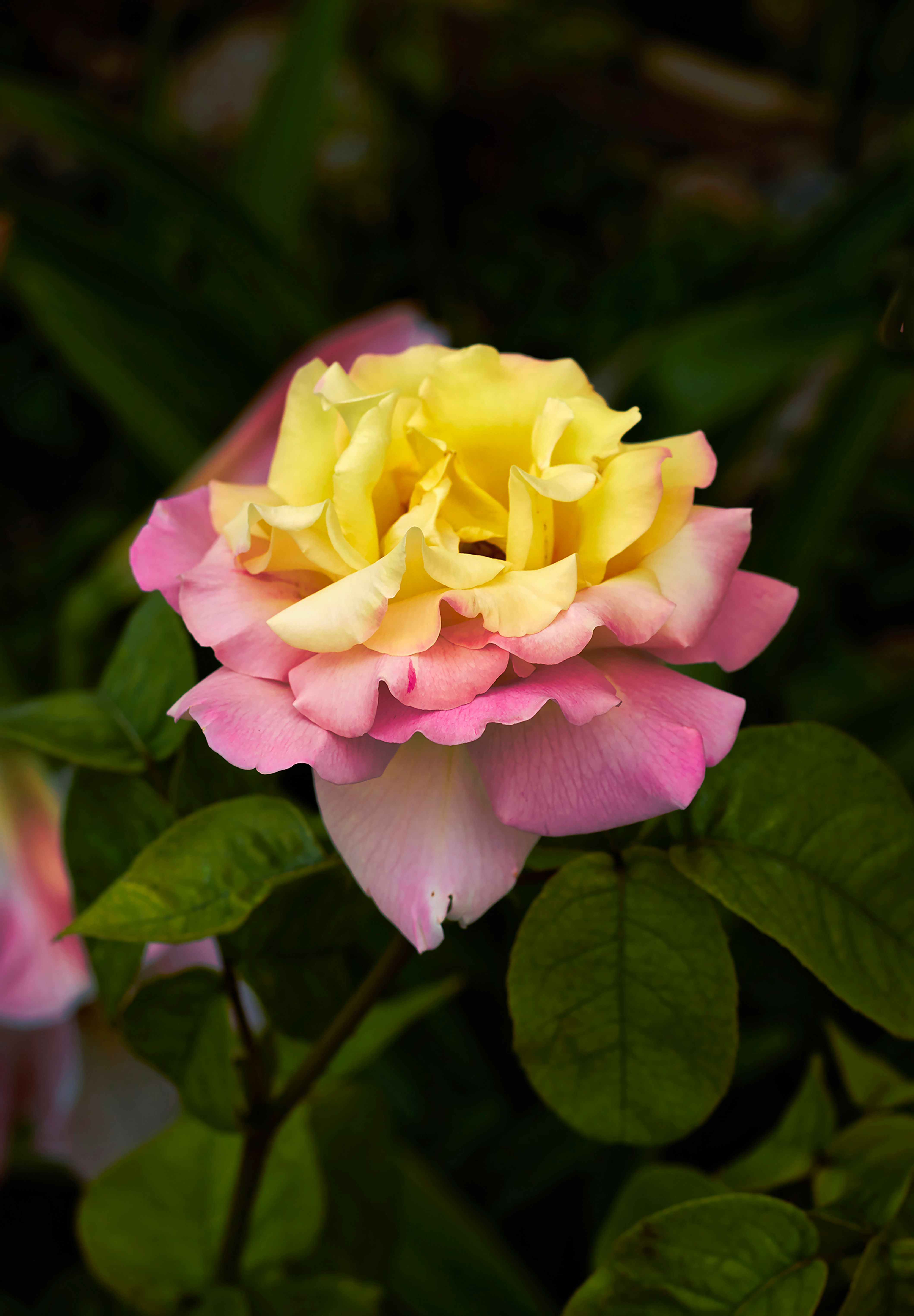 Close-Up Shot of a Rose in Bloom · Free Stock Photo
