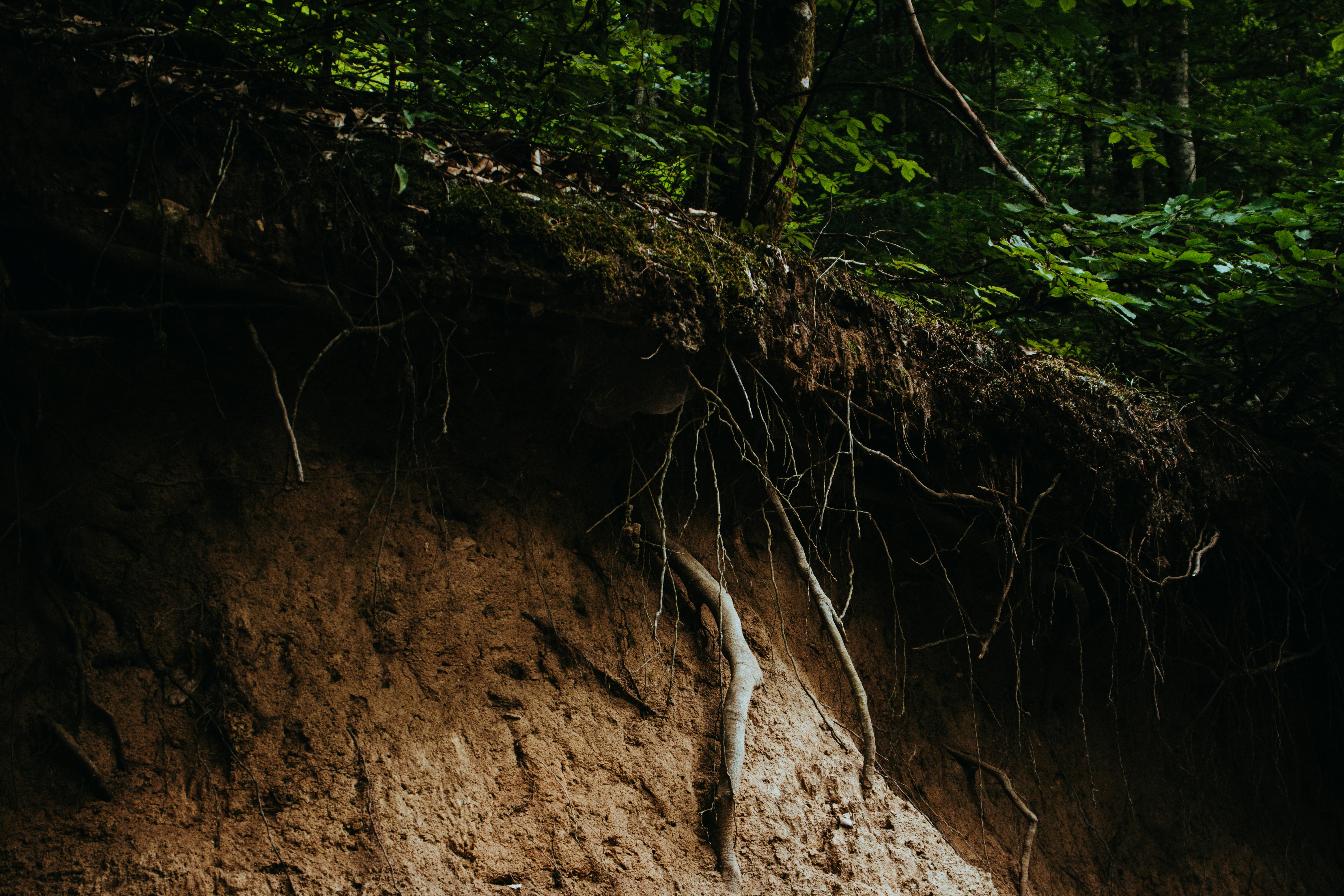 Roots Standing Out of the Ground · Free Stock Photo
