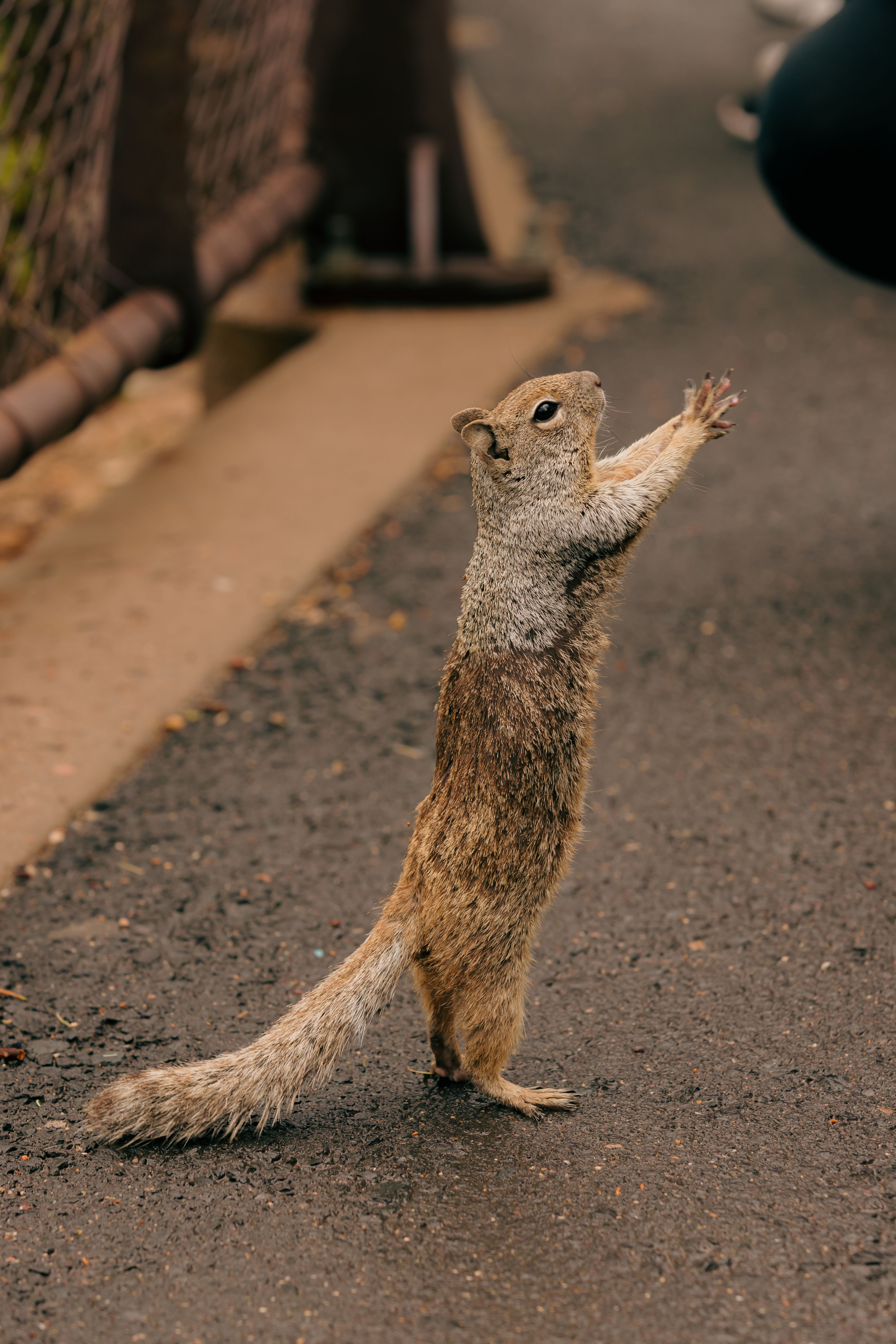 A Squirrel on Dirt Ground · Free Stock Photo