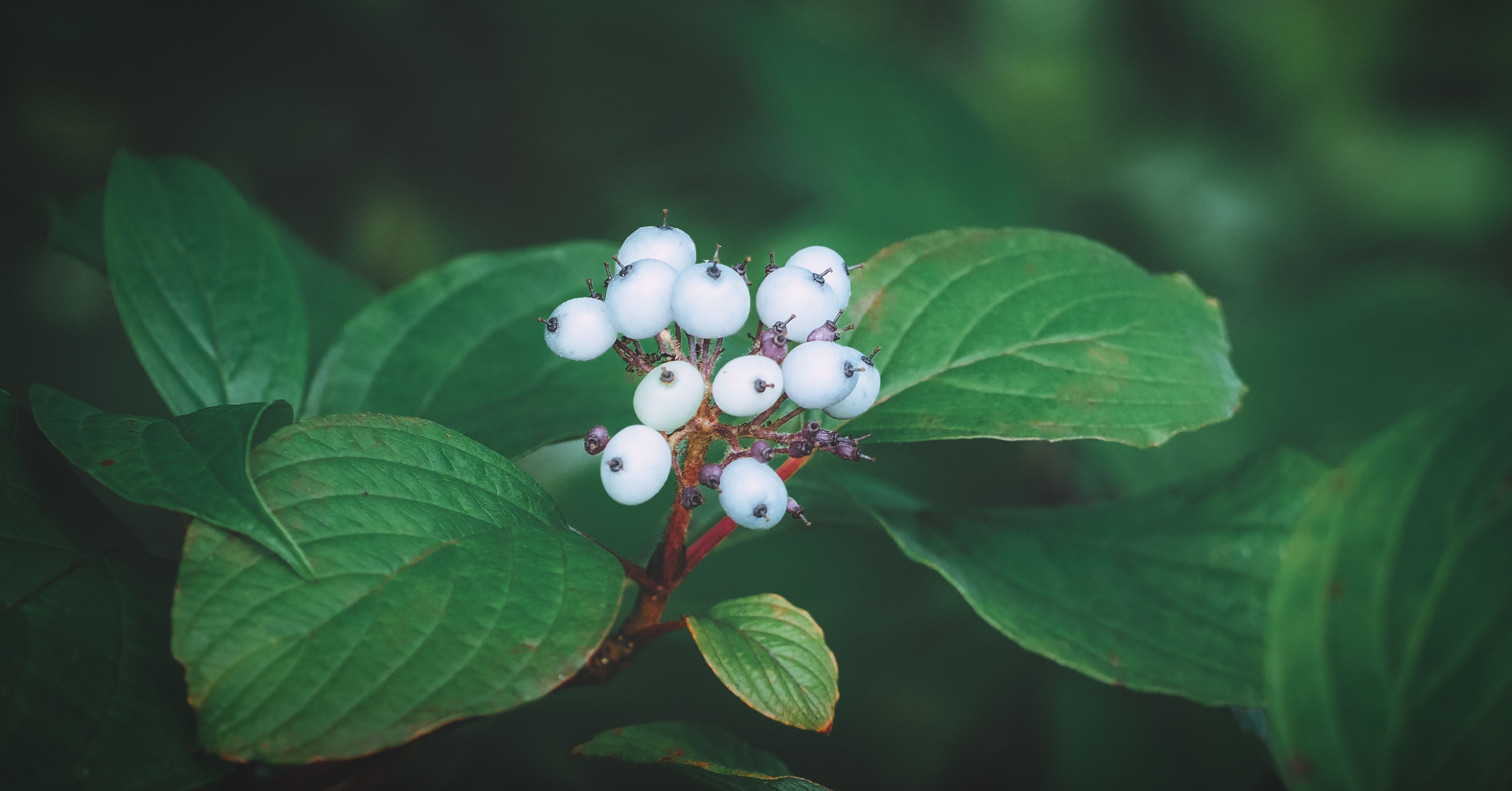 Red Osier Dogwood Plant in Close Up Photography · Free Stock Photo
