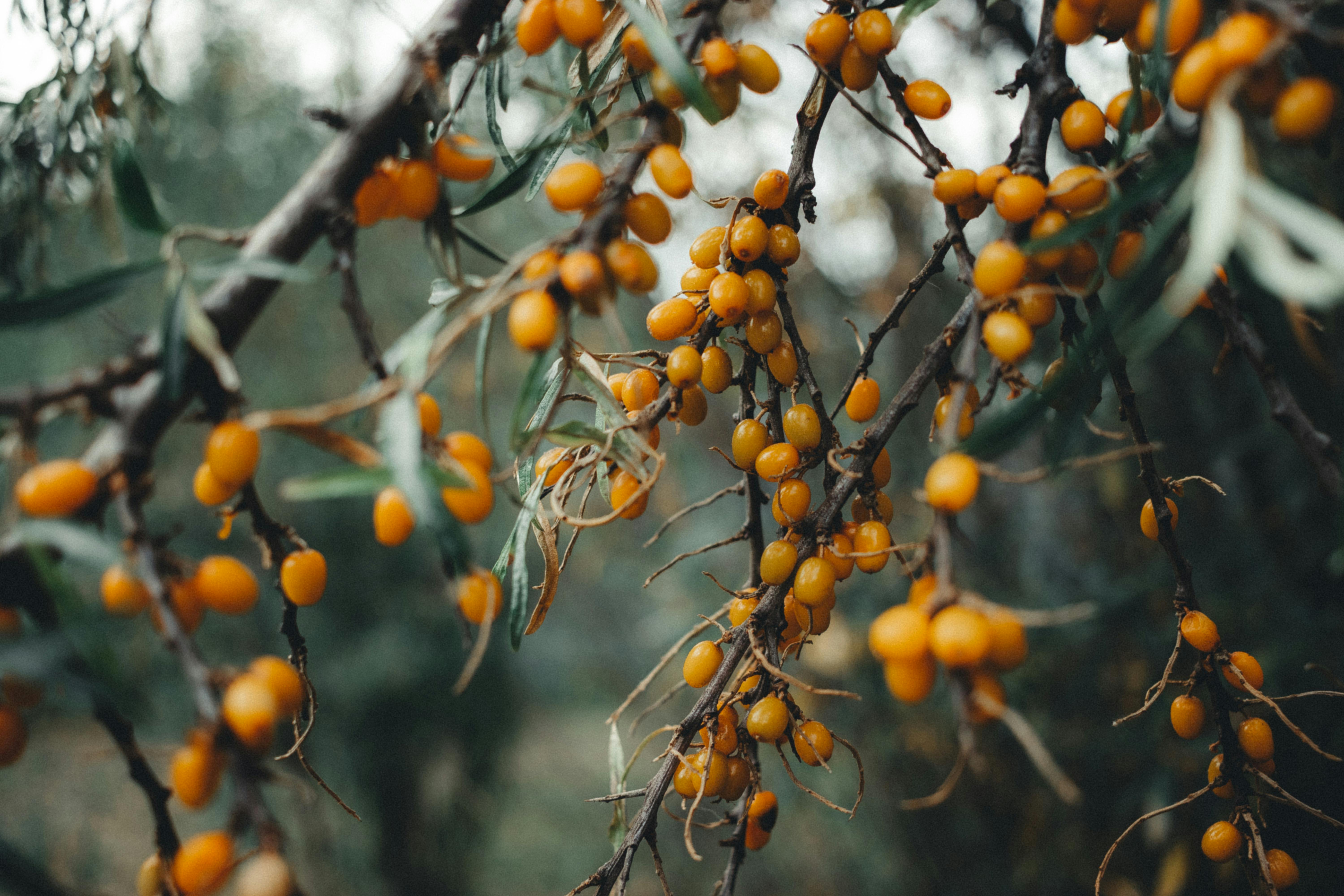 Sea Buckthorn Photos, Download The BEST Free Sea Buckthorn Stock Photos ...