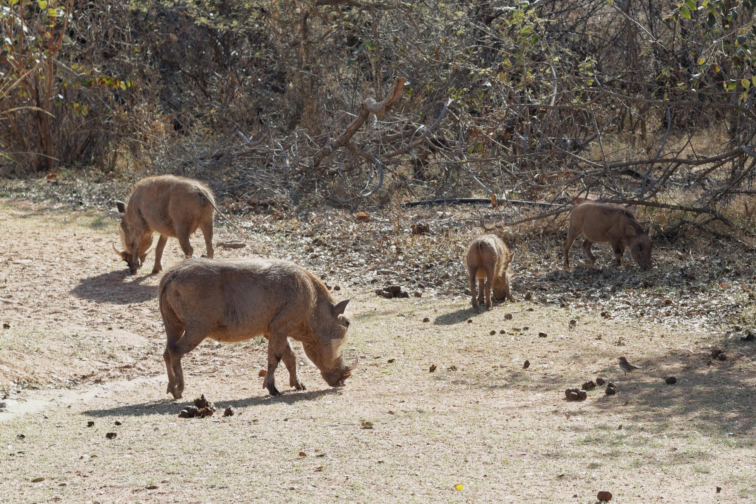 Team of Hog on Grassland · Free Stock Photo