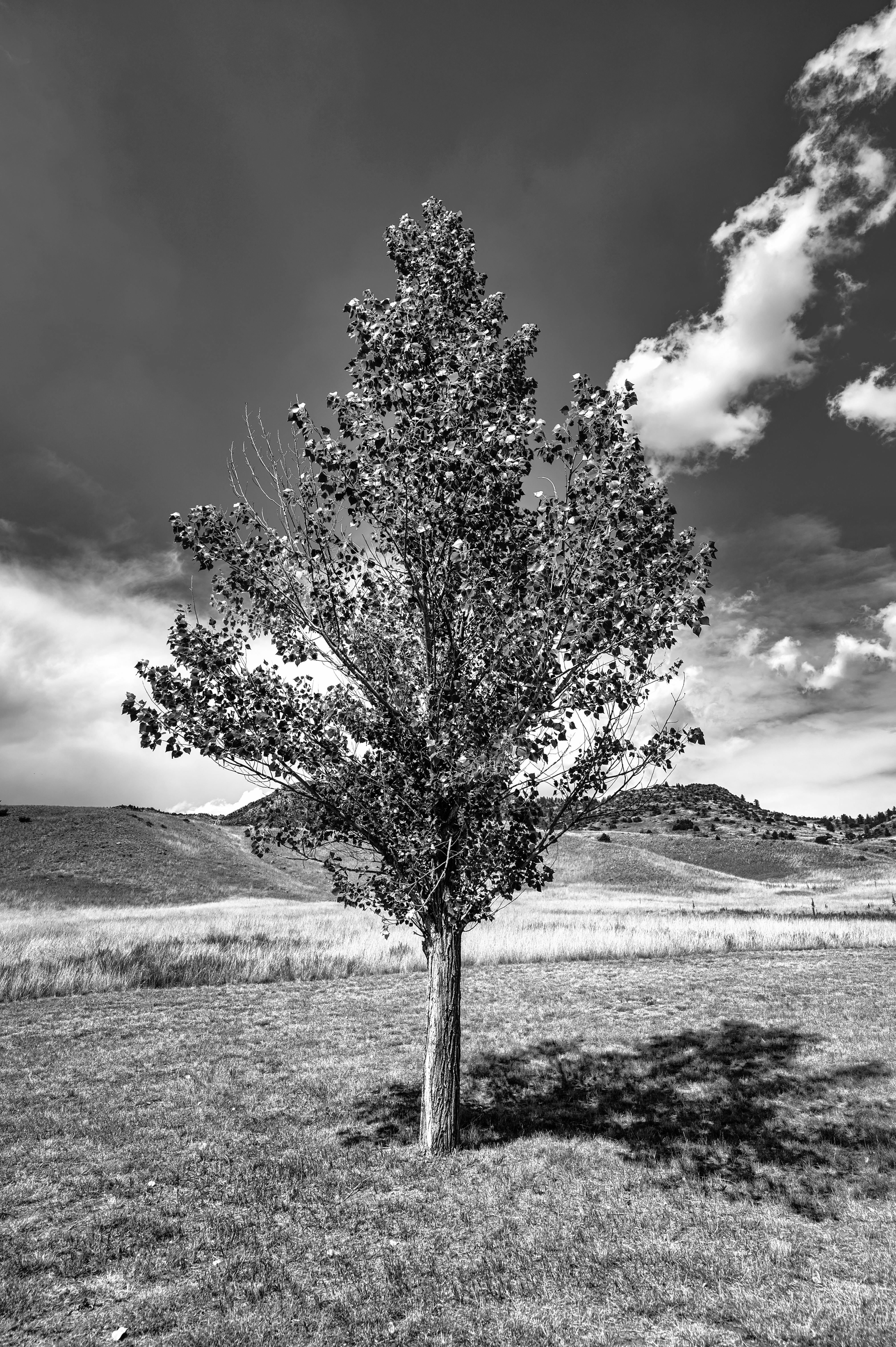 Grayscale Photo of Tree · Free Stock Photo