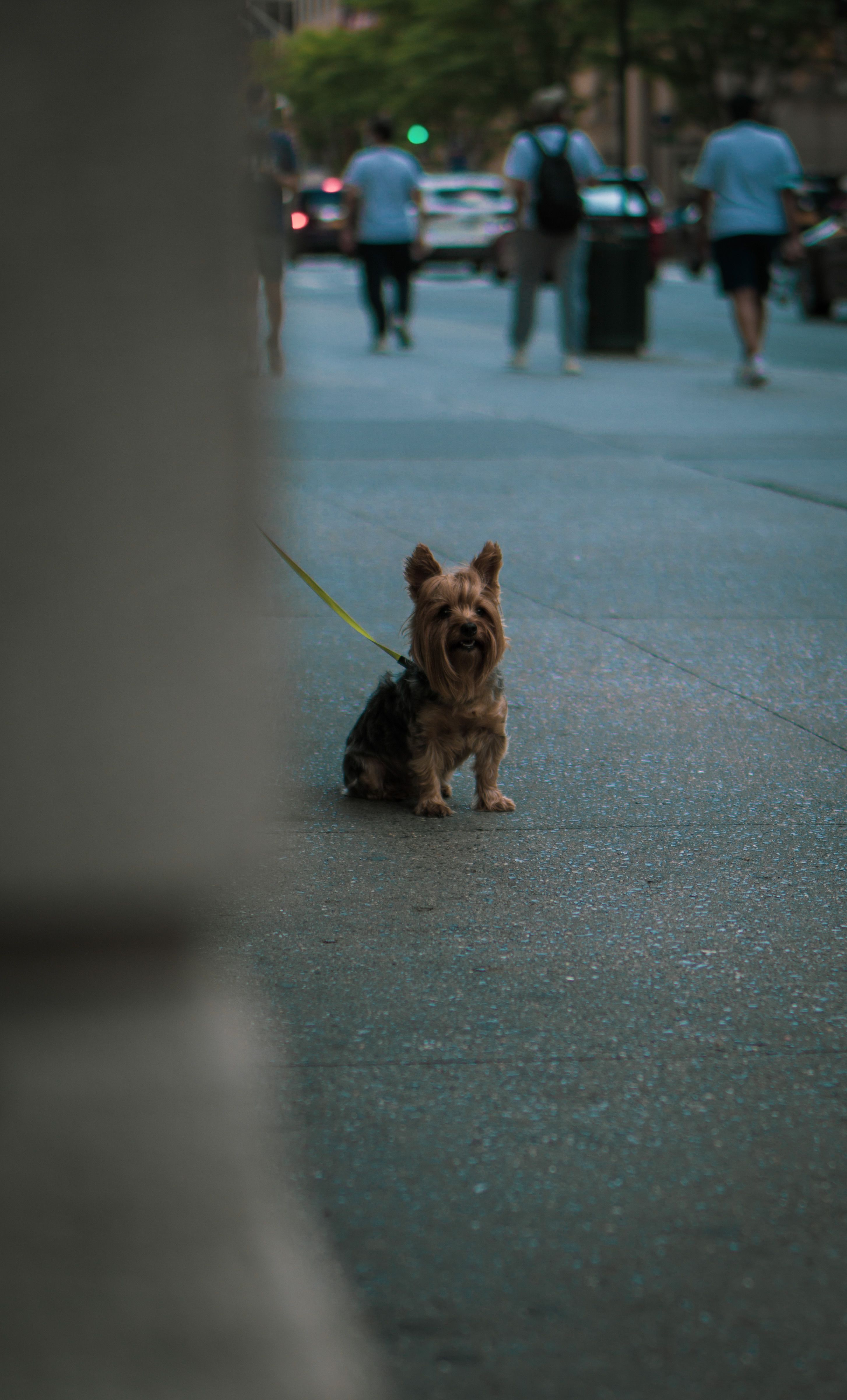 Two Dogs Sitting Outside · Free Stock Photo