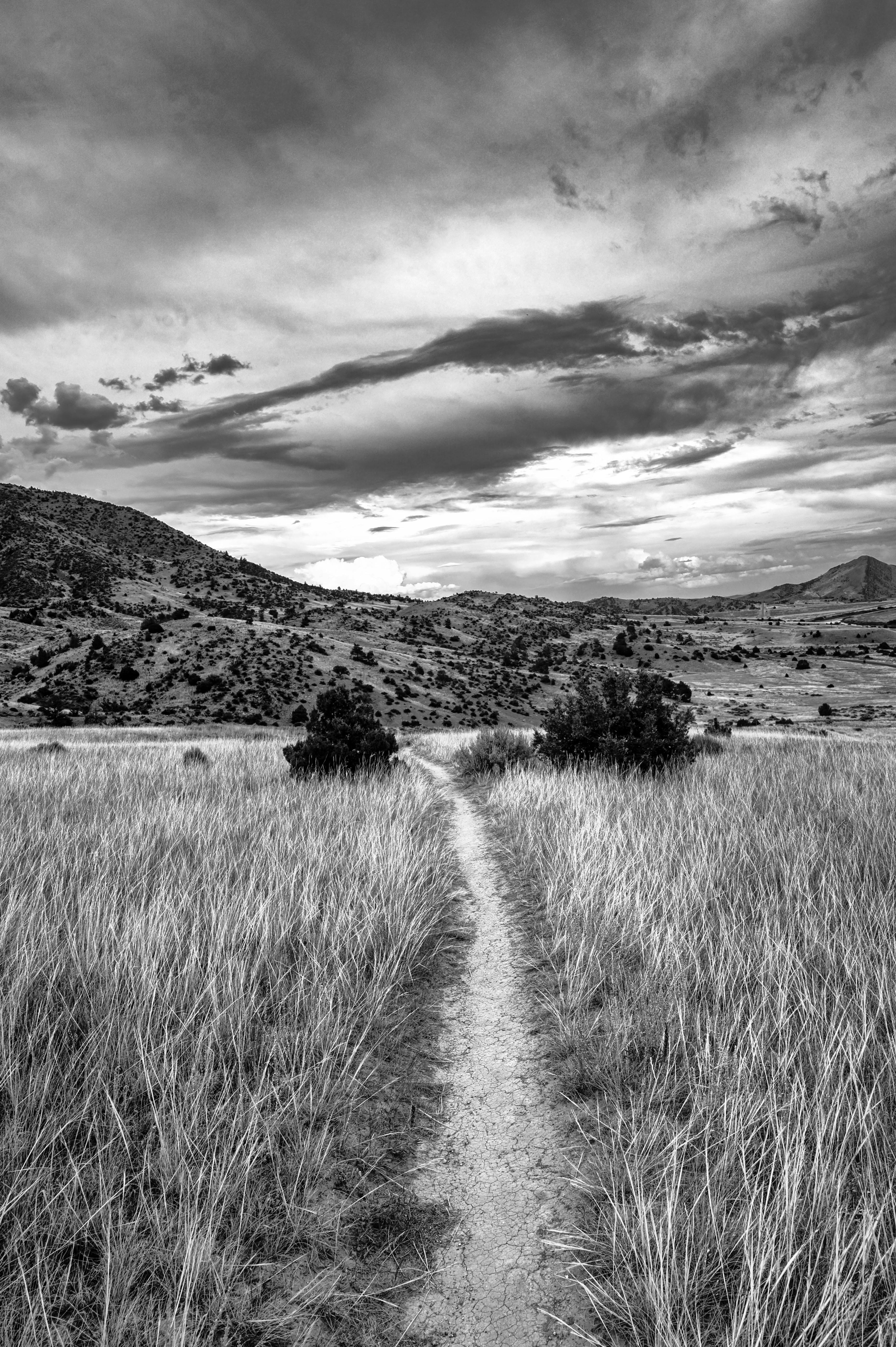 Grayscale Photo of a Grass Field · Free Stock Photo
