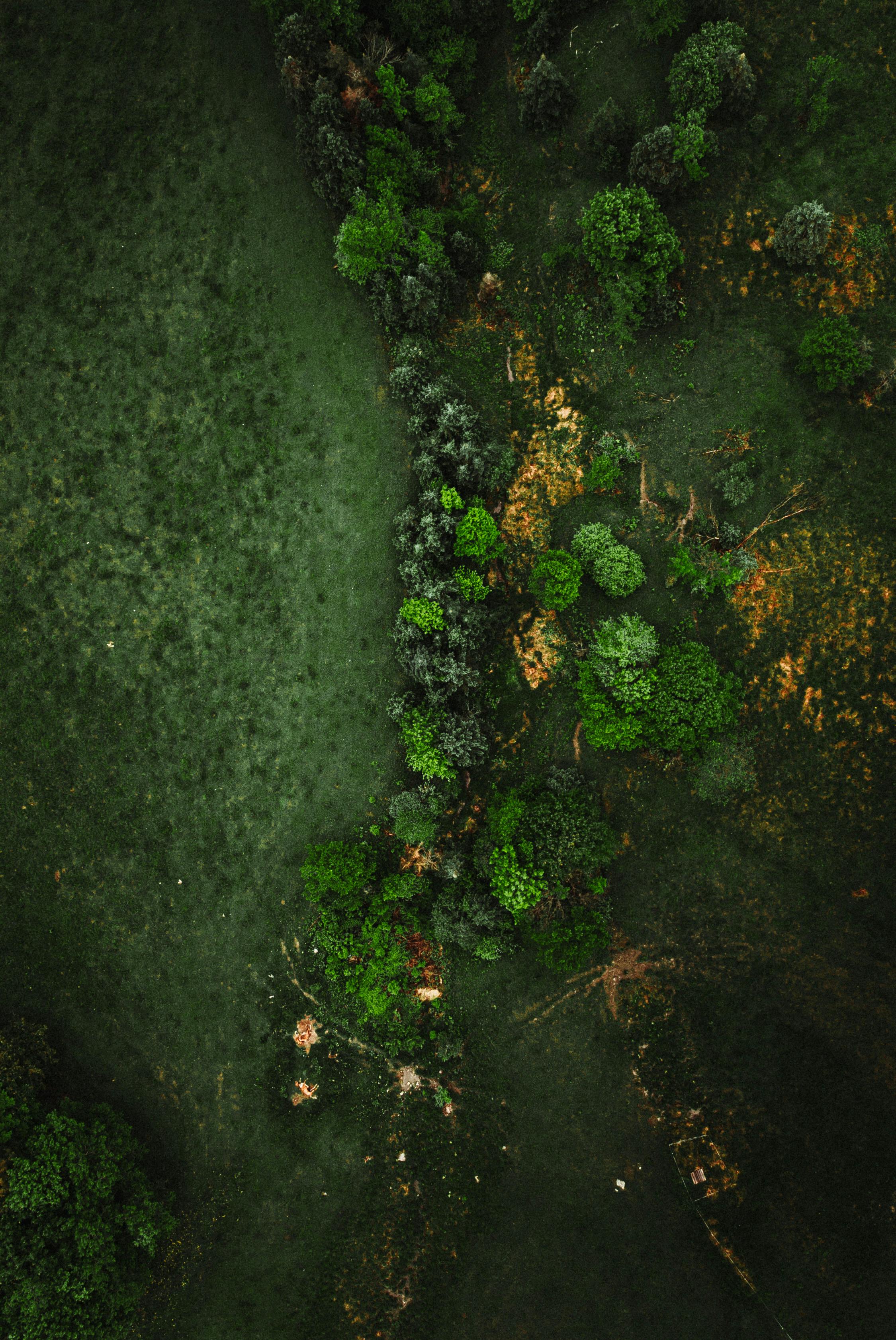 Grass Canopy Photos, Download The BEST Free Grass Canopy Stock Photos ...