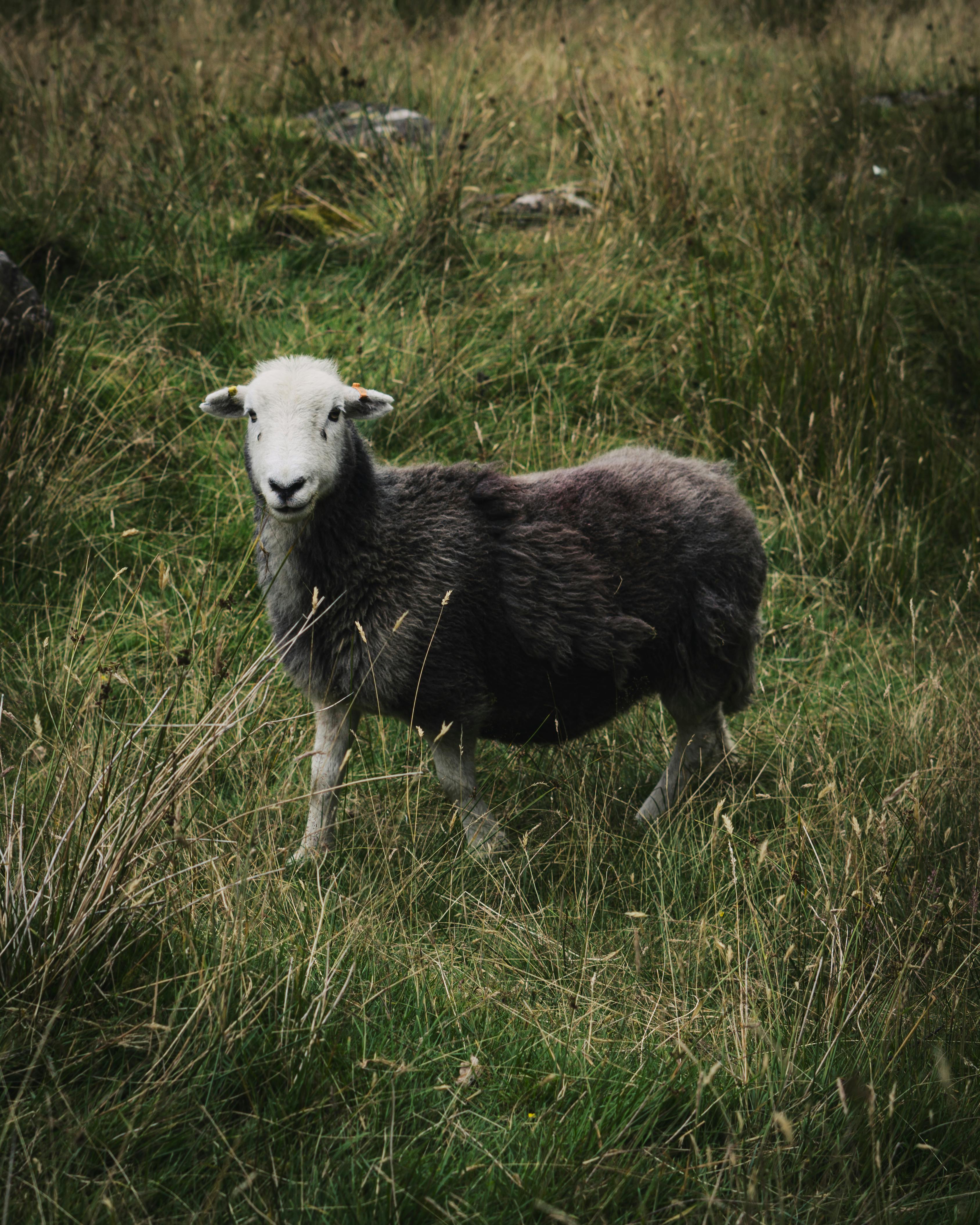 Herdwick Sheep Photos, Download The BEST Free Herdwick Sheep Stock ...