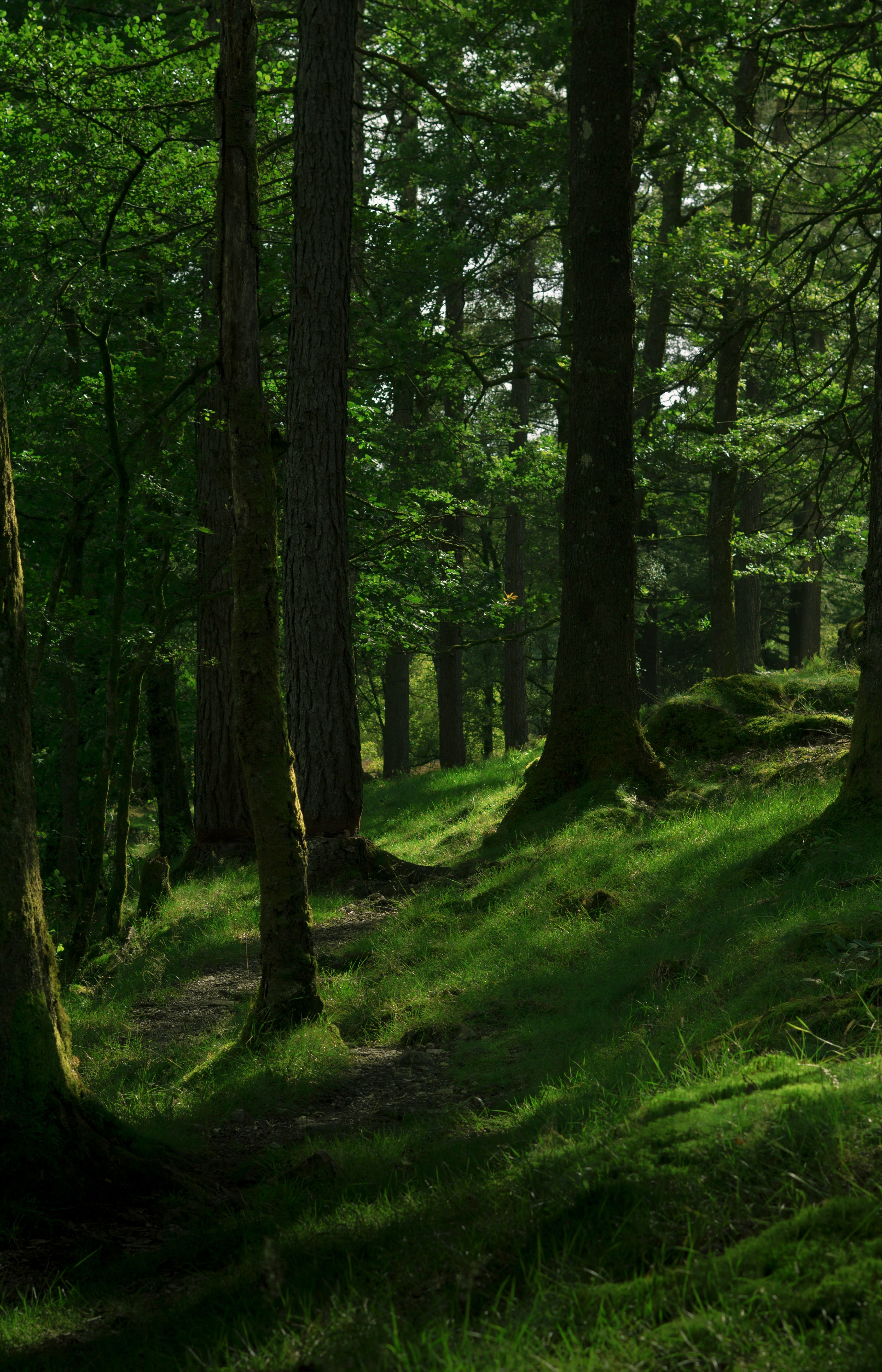 Green Trees in the Forest · Free Stock Photo
