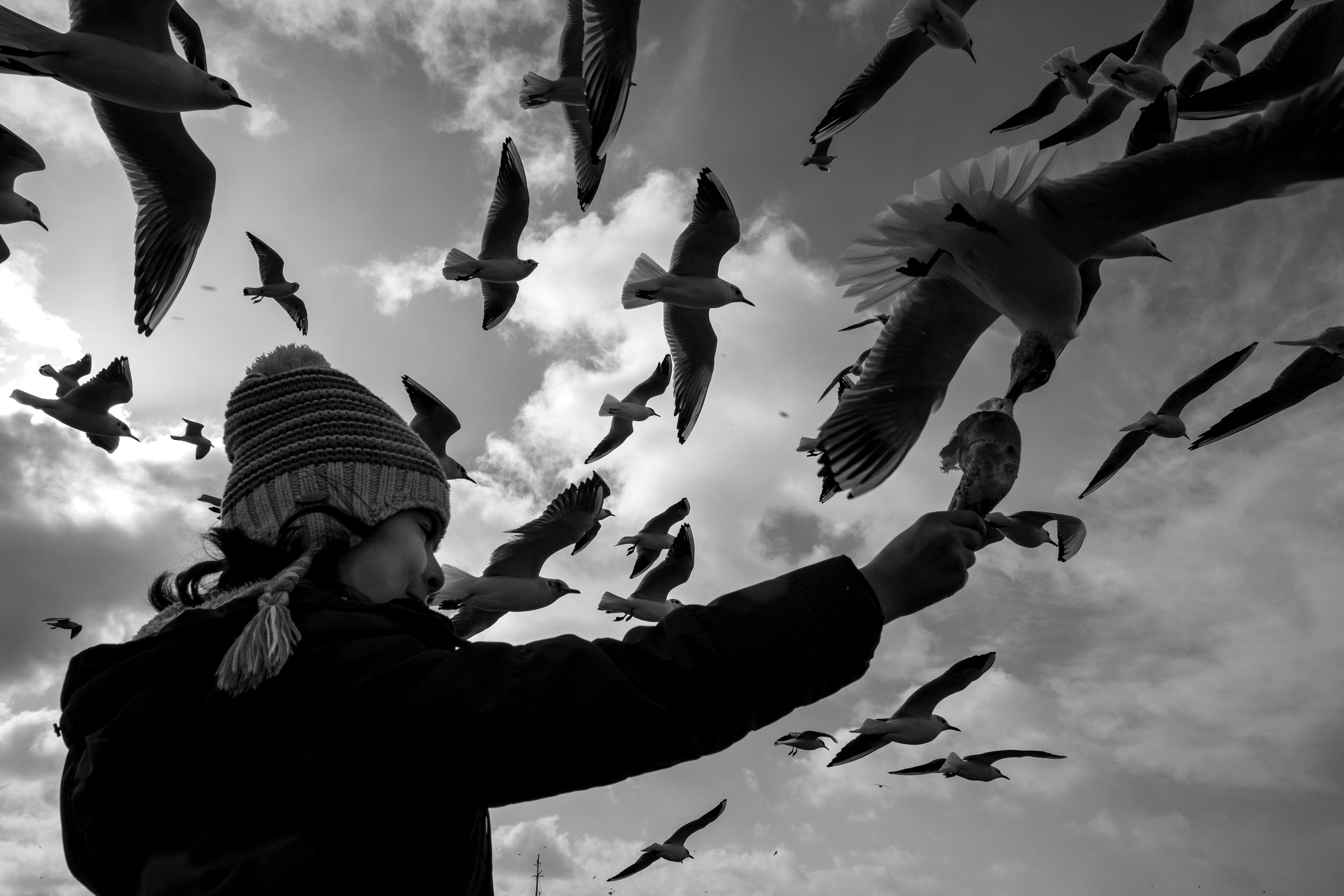 Grayscale Photography of a Woman Standing Near Flying Birds · Free ...