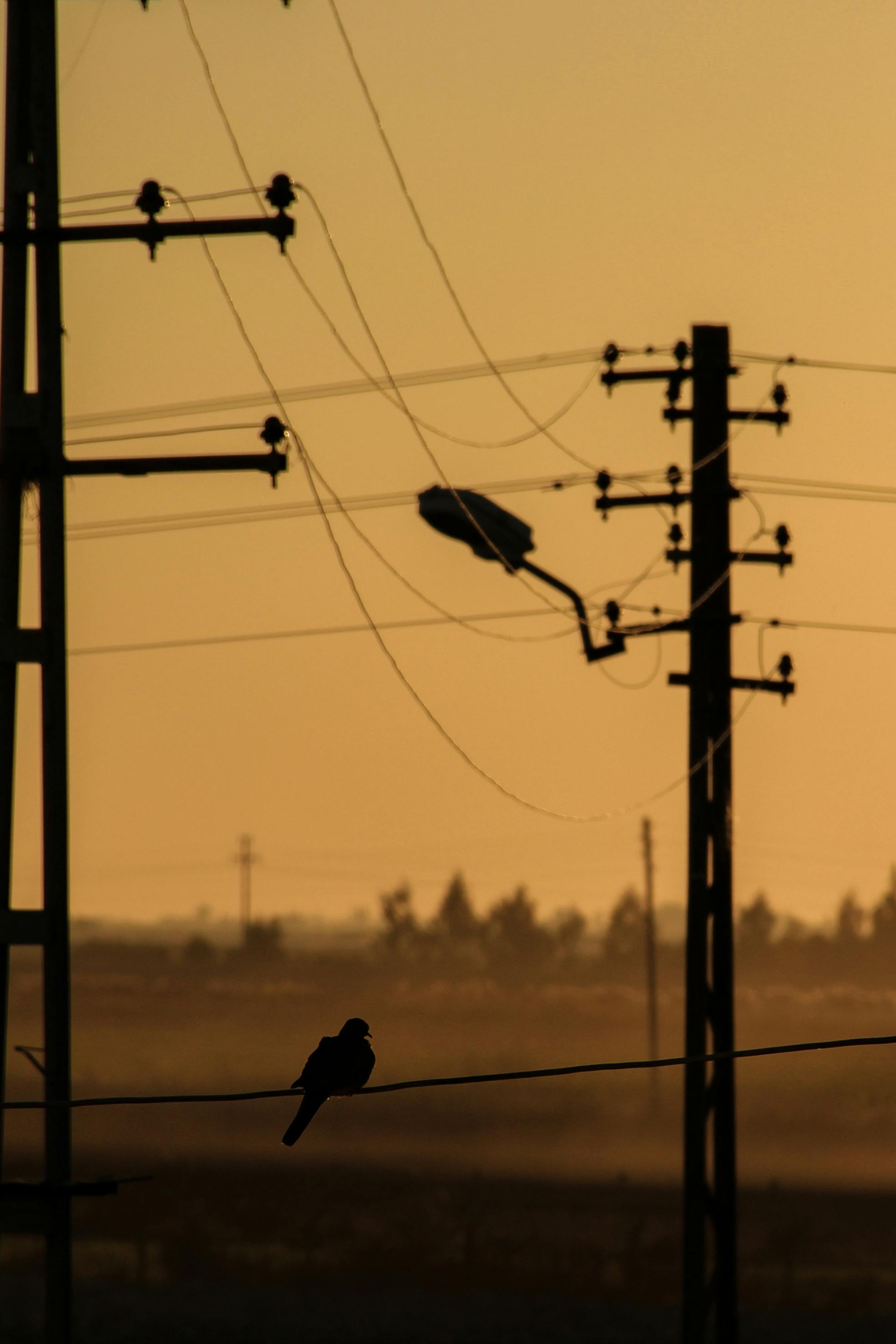 Silhouette of Electric Posts · Free Stock Photo