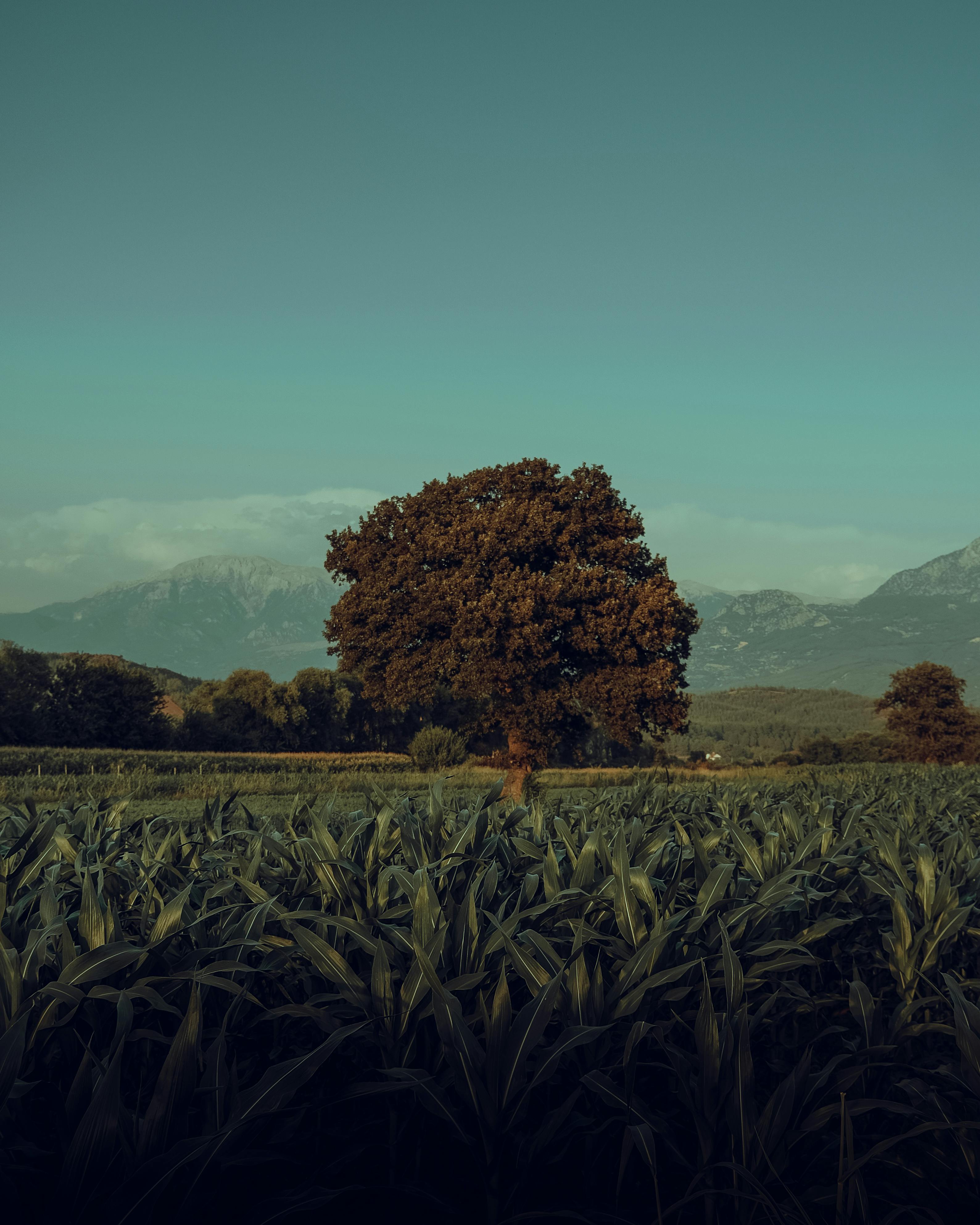 A Beautiful Green Grass Field · Free Stock Photo