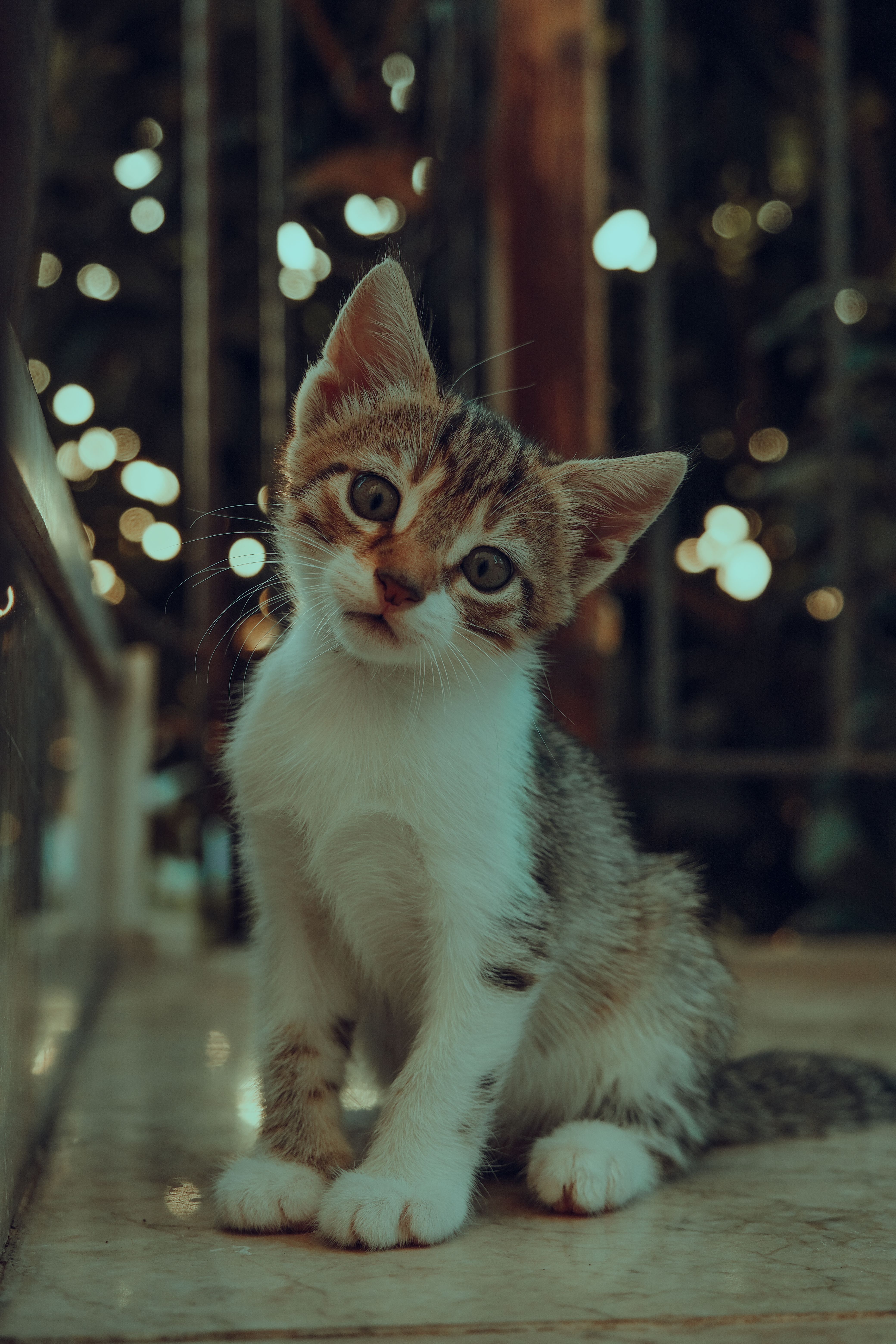 A Cute Kitten Sitting on the Ground while Looking at the Camera · Free ...