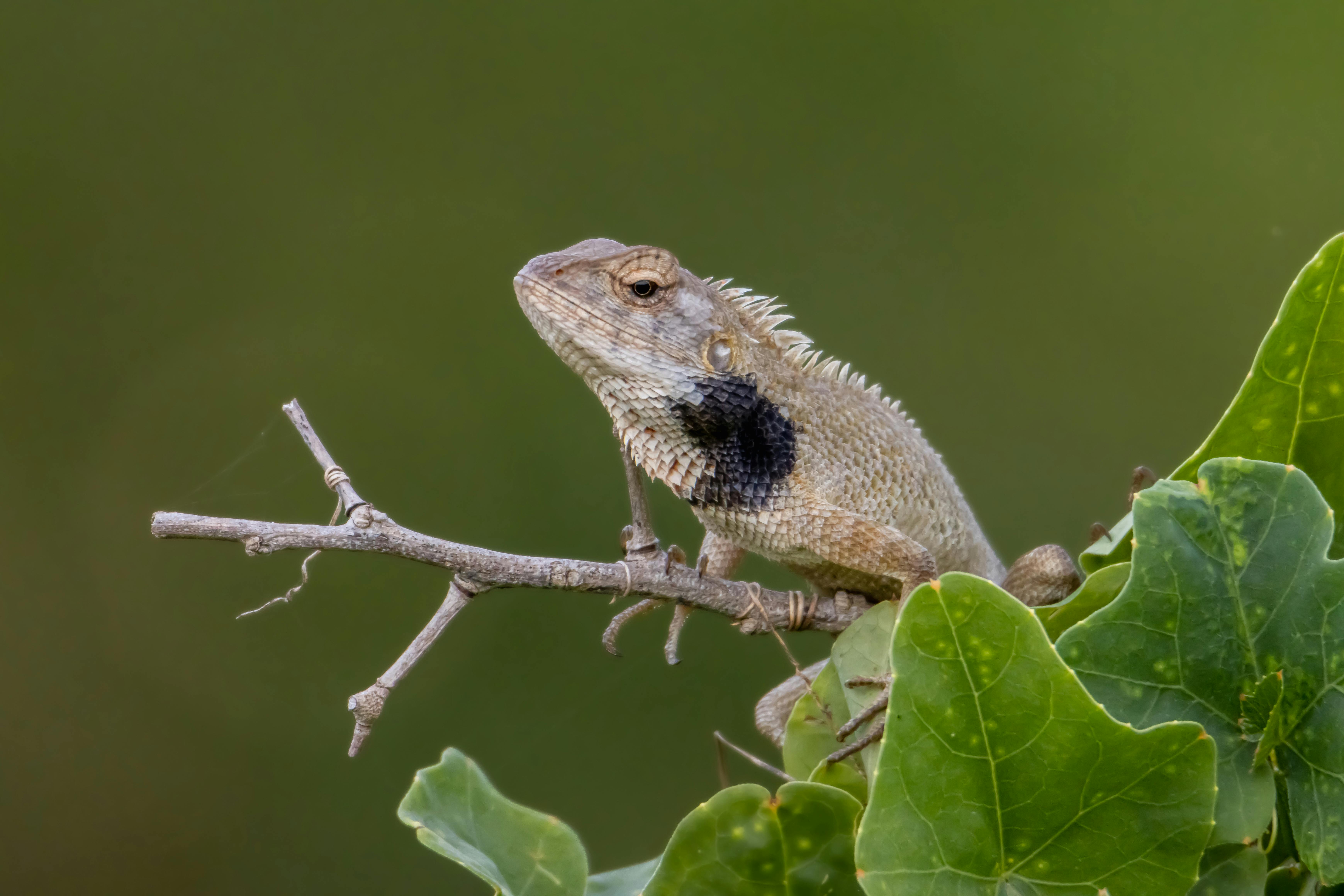 A Lizard Perched on the Twig Near Green Leaves · Free Stock Photo