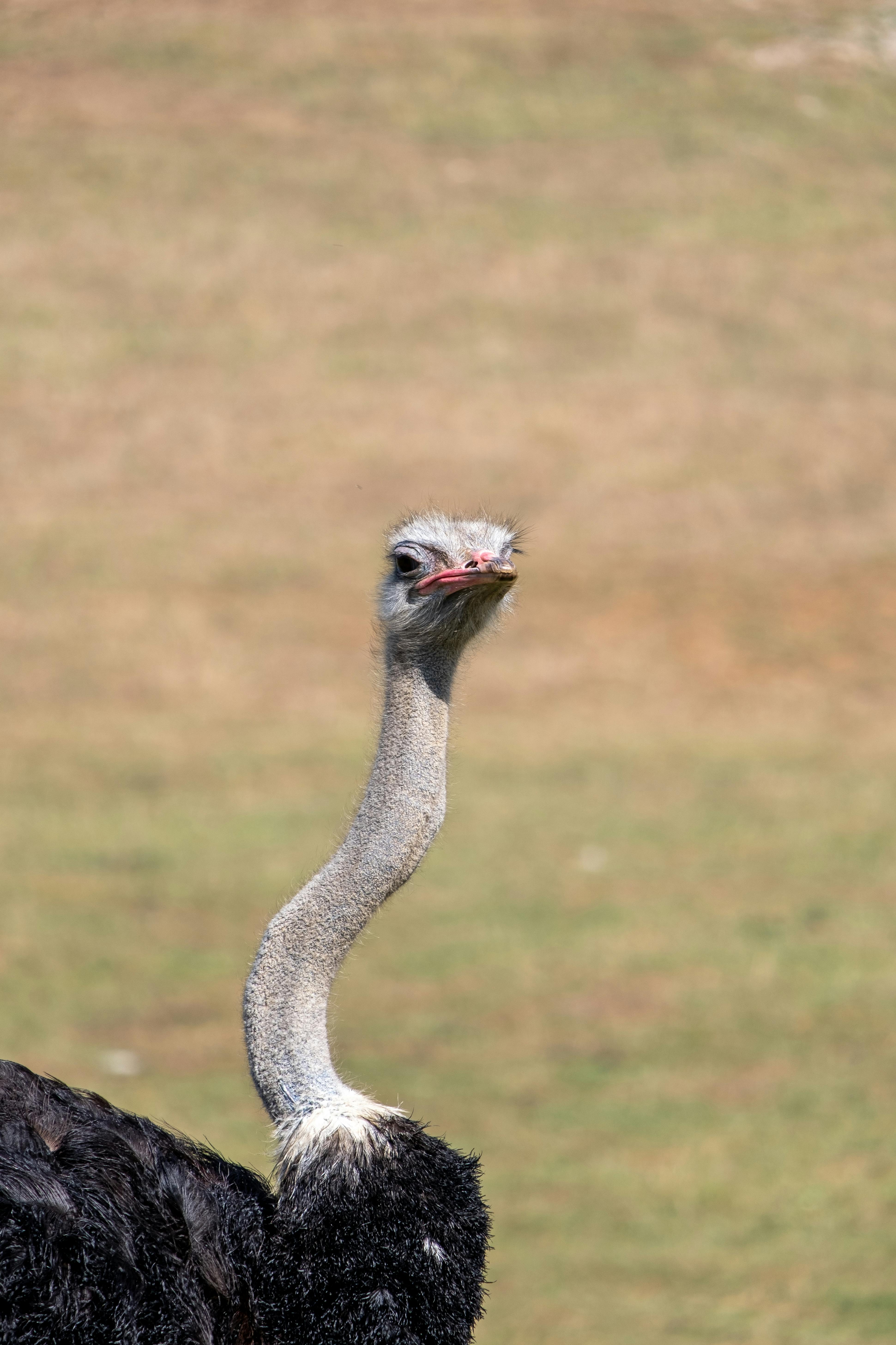 Big Bird Photos, Download The BEST Free Big Bird Stock Photos & HD Images