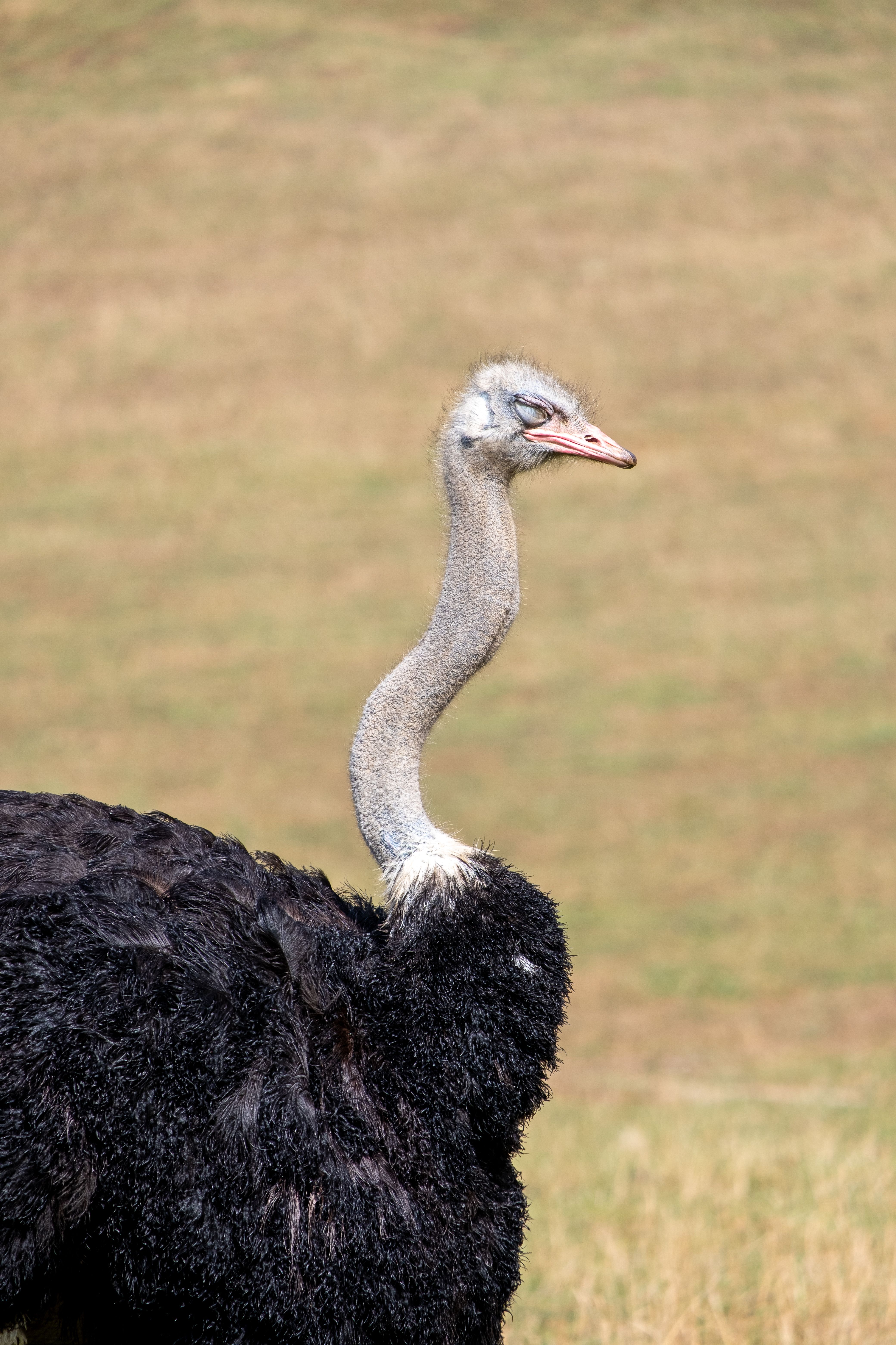 An Ostrich on Grass · Free Stock Photo