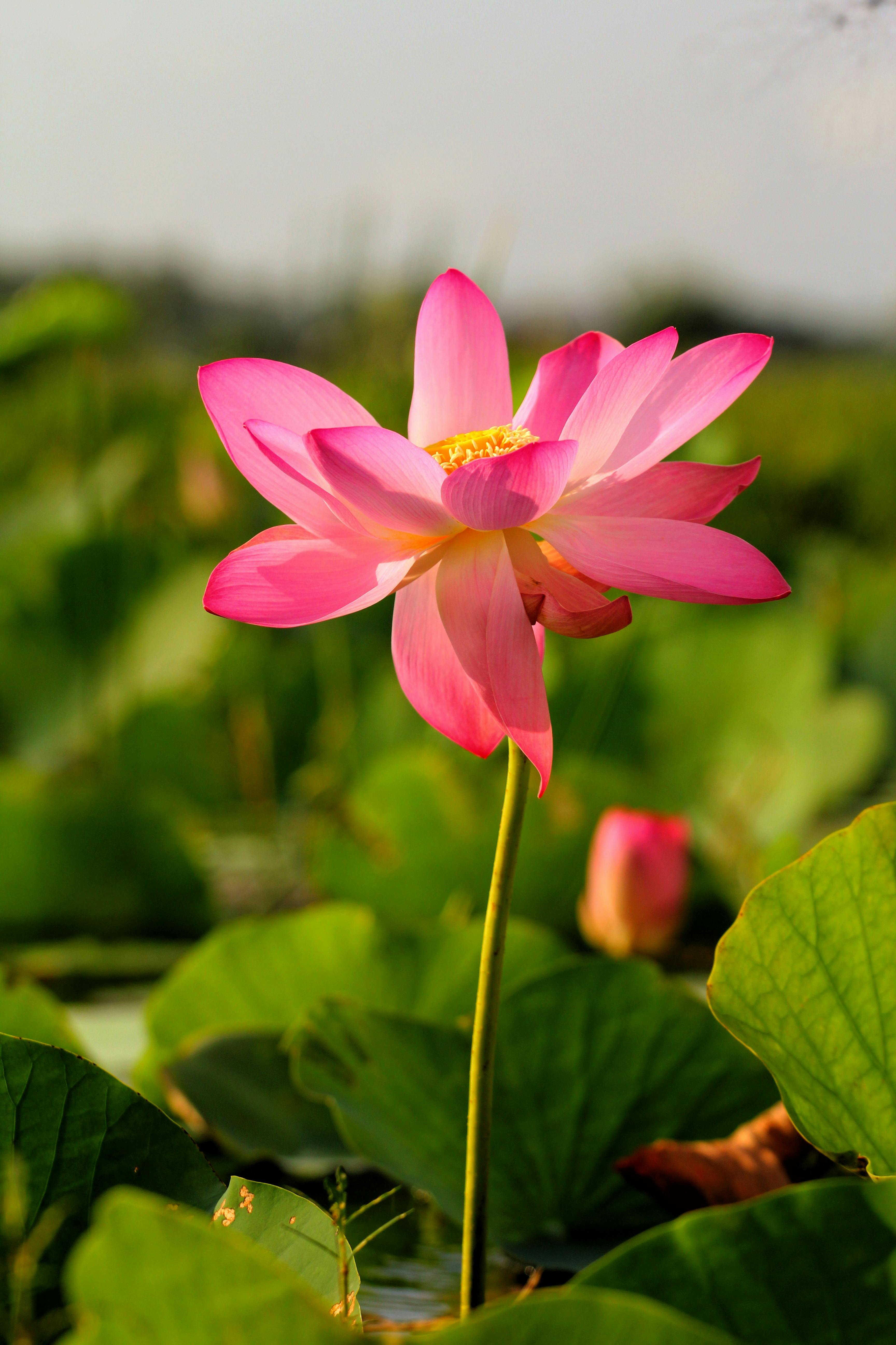 Close-up Photography Of Purple Petaled Flower · Free Stock Photo