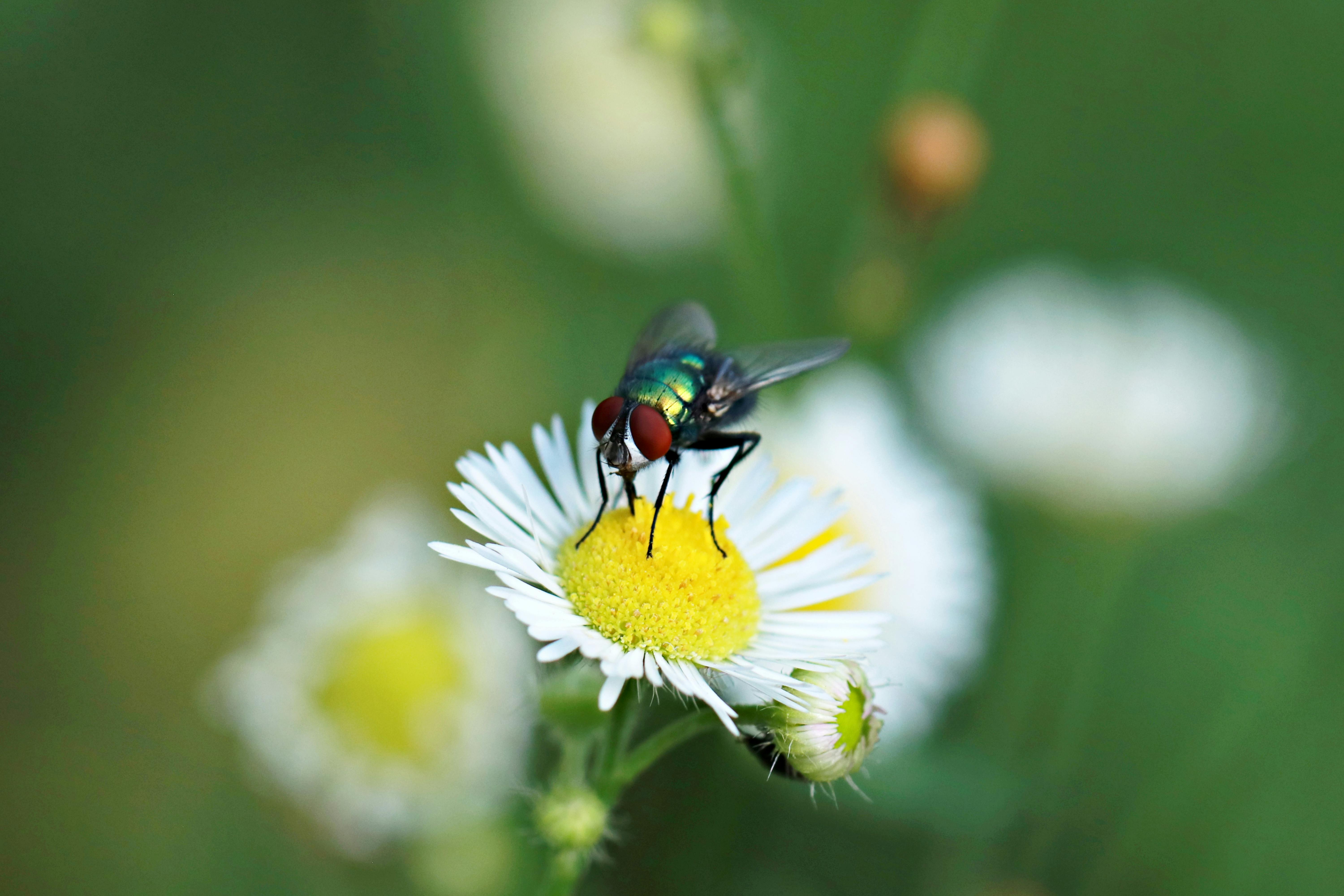 Close-Up Photo of a Fly on a White Flower · Free Stock Photo