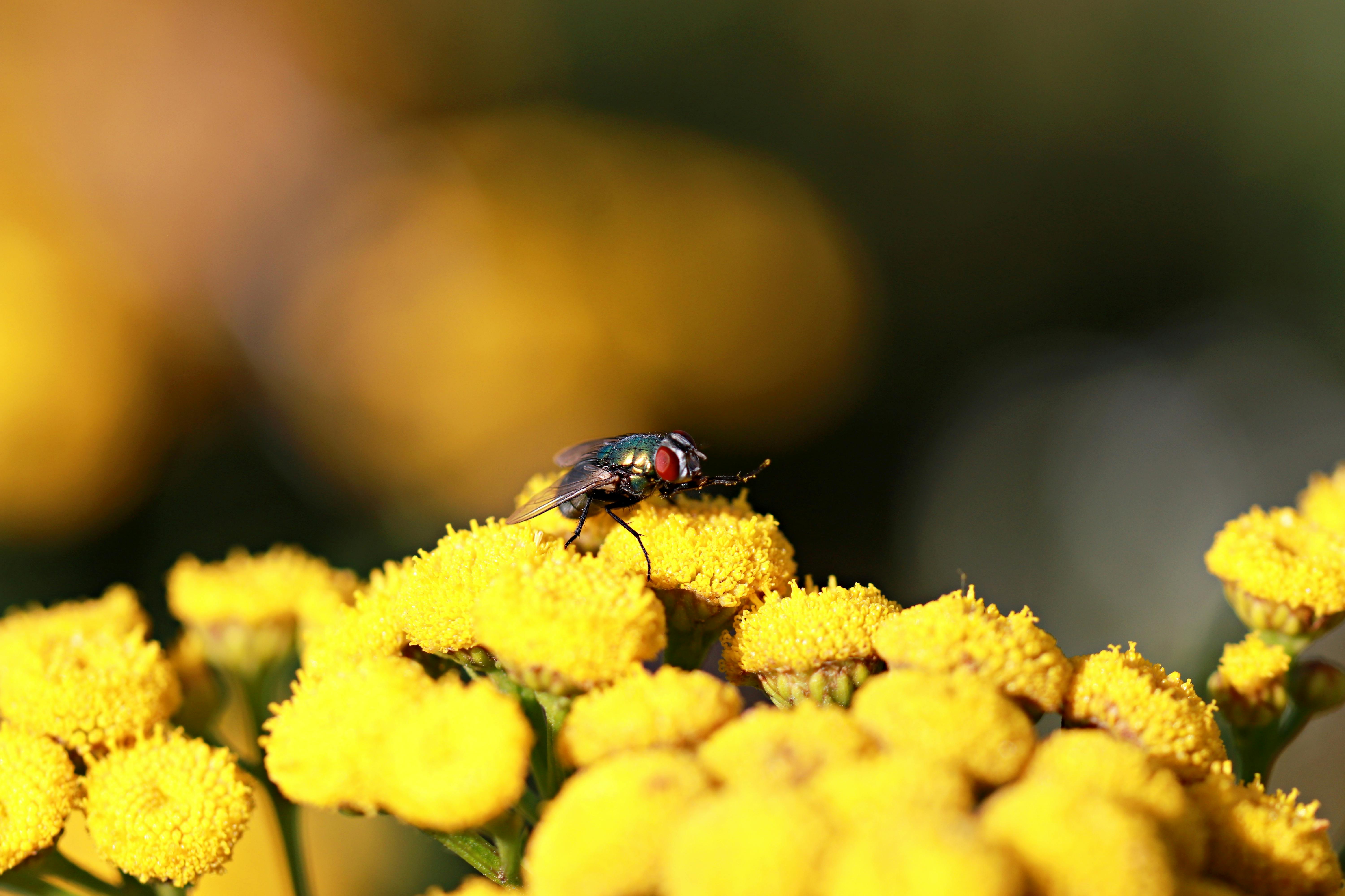 Solar Insect Killer Torch with Led Light · Free Stock Photo
