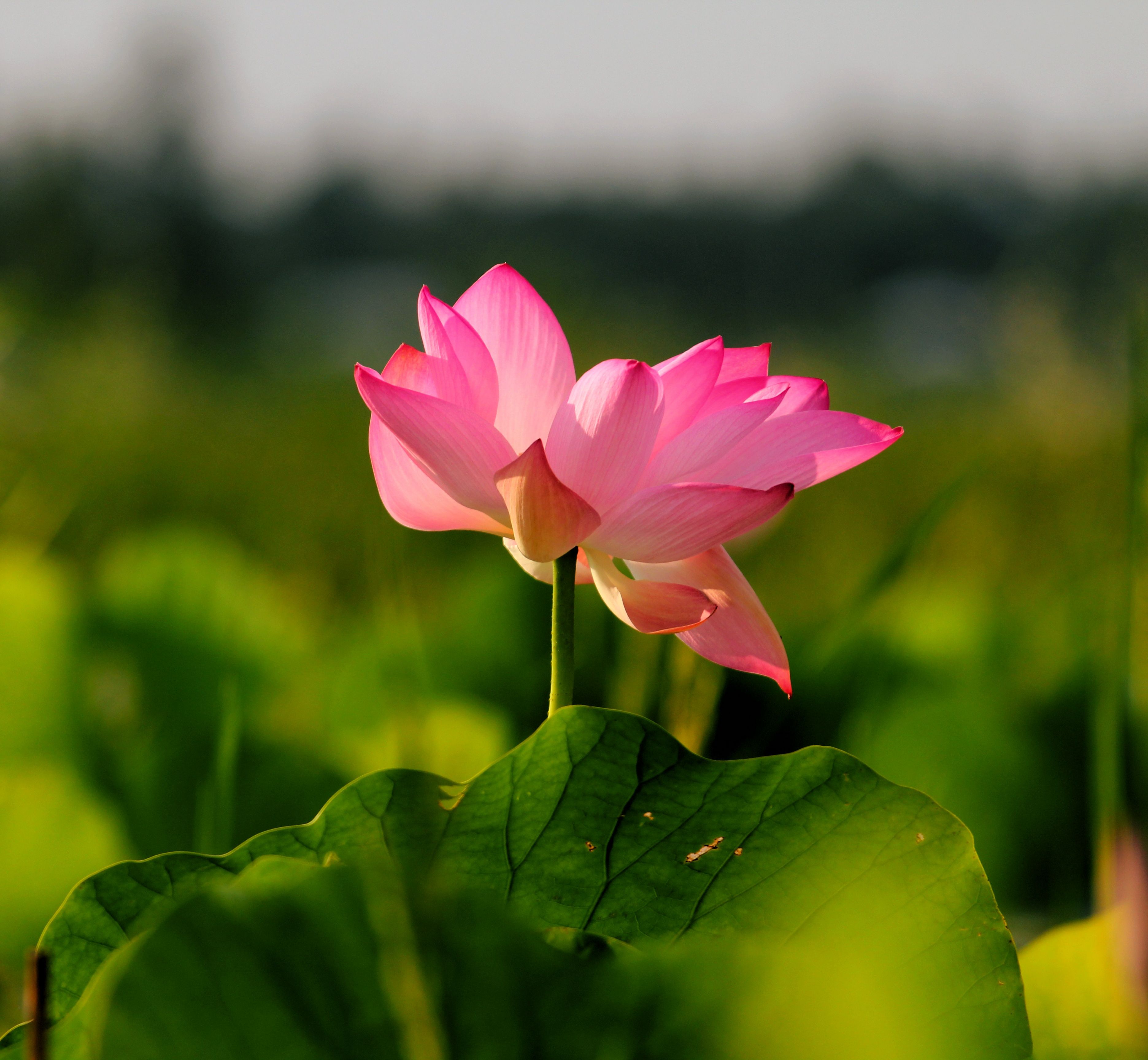 Close-Up Shot of a Lotus Flower · Free Stock Photo