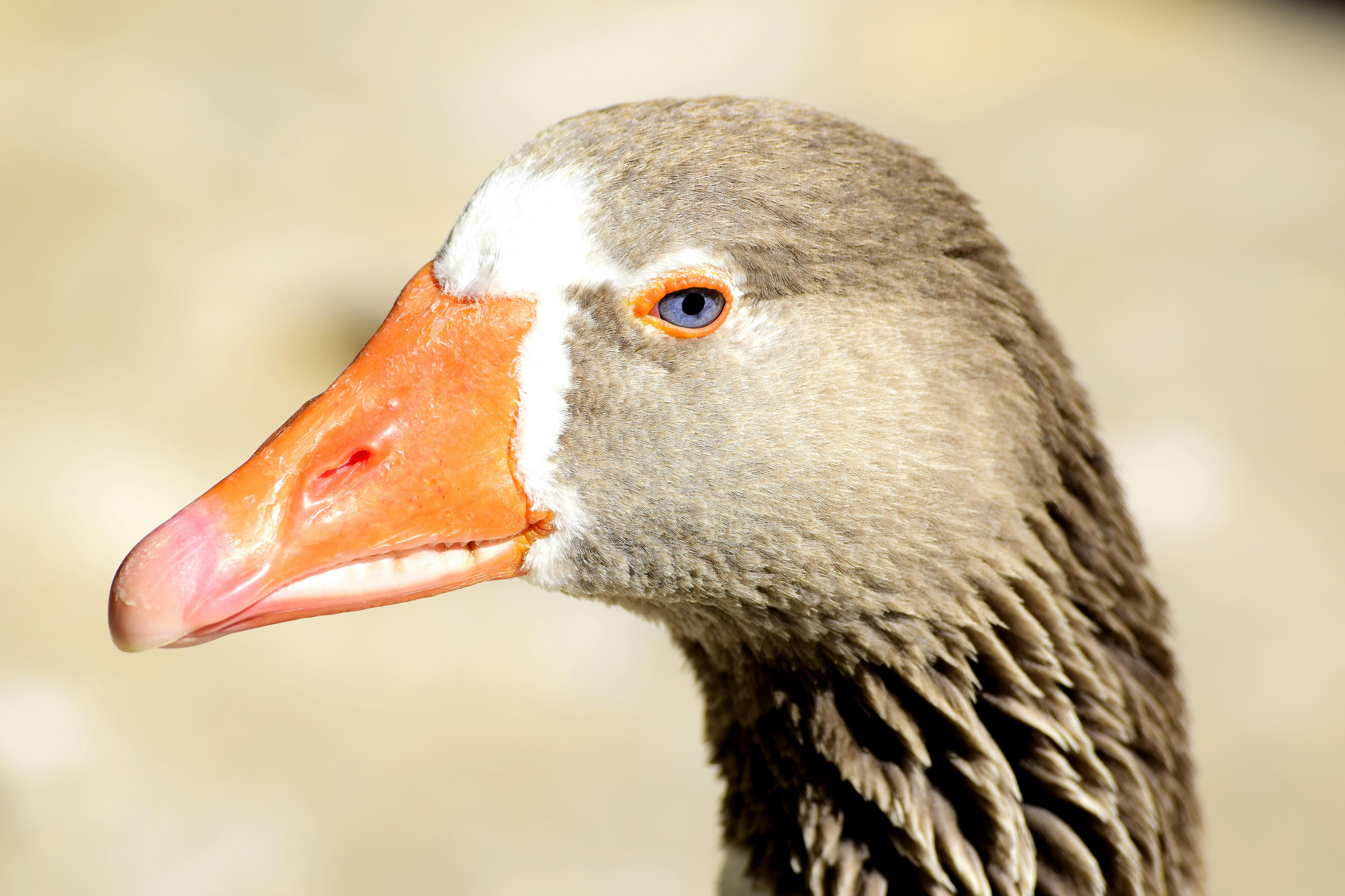 Close-Up Shot of a Goose · Free Stock Photo