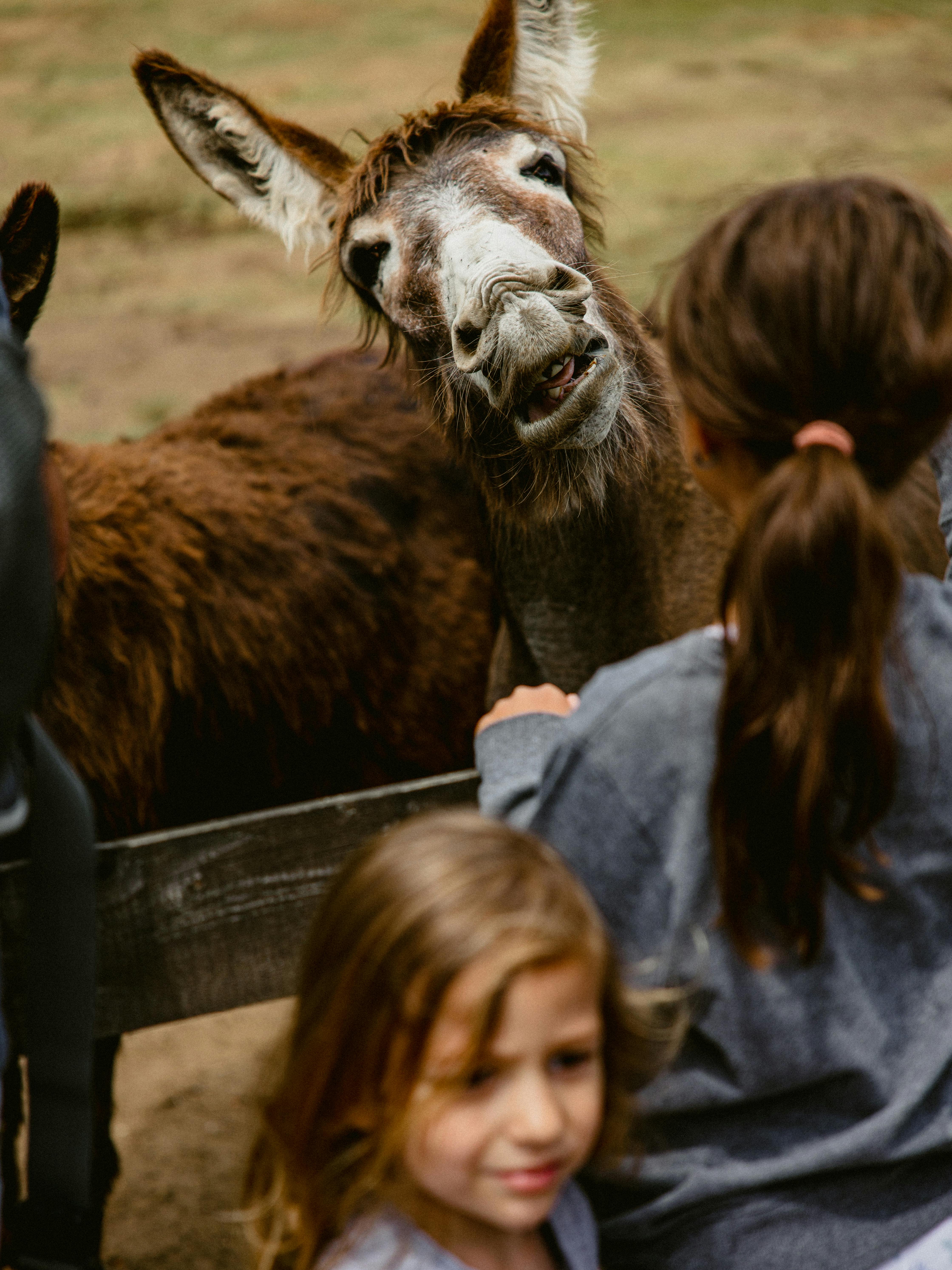 Donkey Children Photos, Download The BEST Free Donkey Children Stock ...