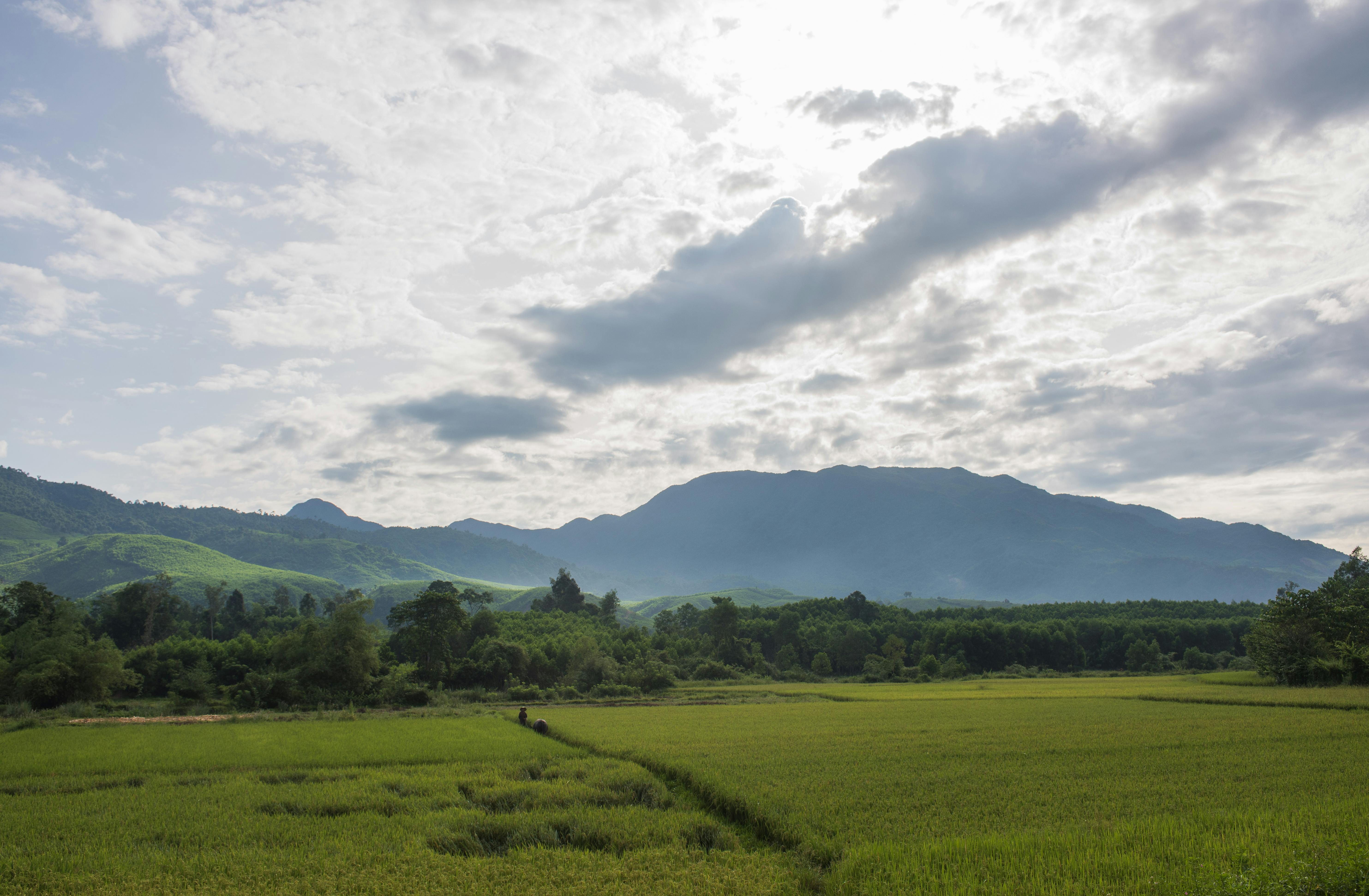 Mountain Towering Over Rice Field · Free Stock Photo