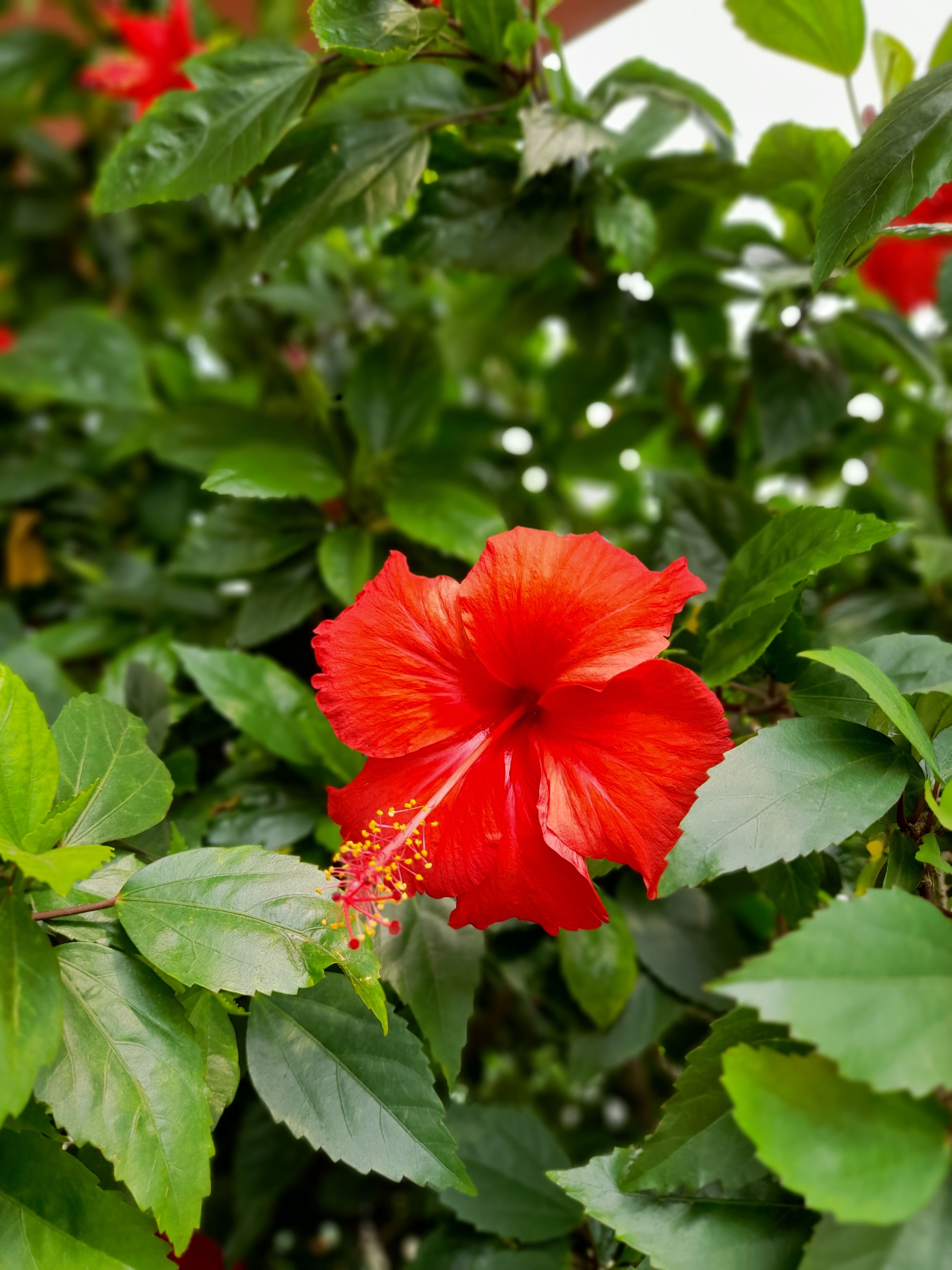 Close-Up Shot of a Hibiscus Flower · Free Stock Photo