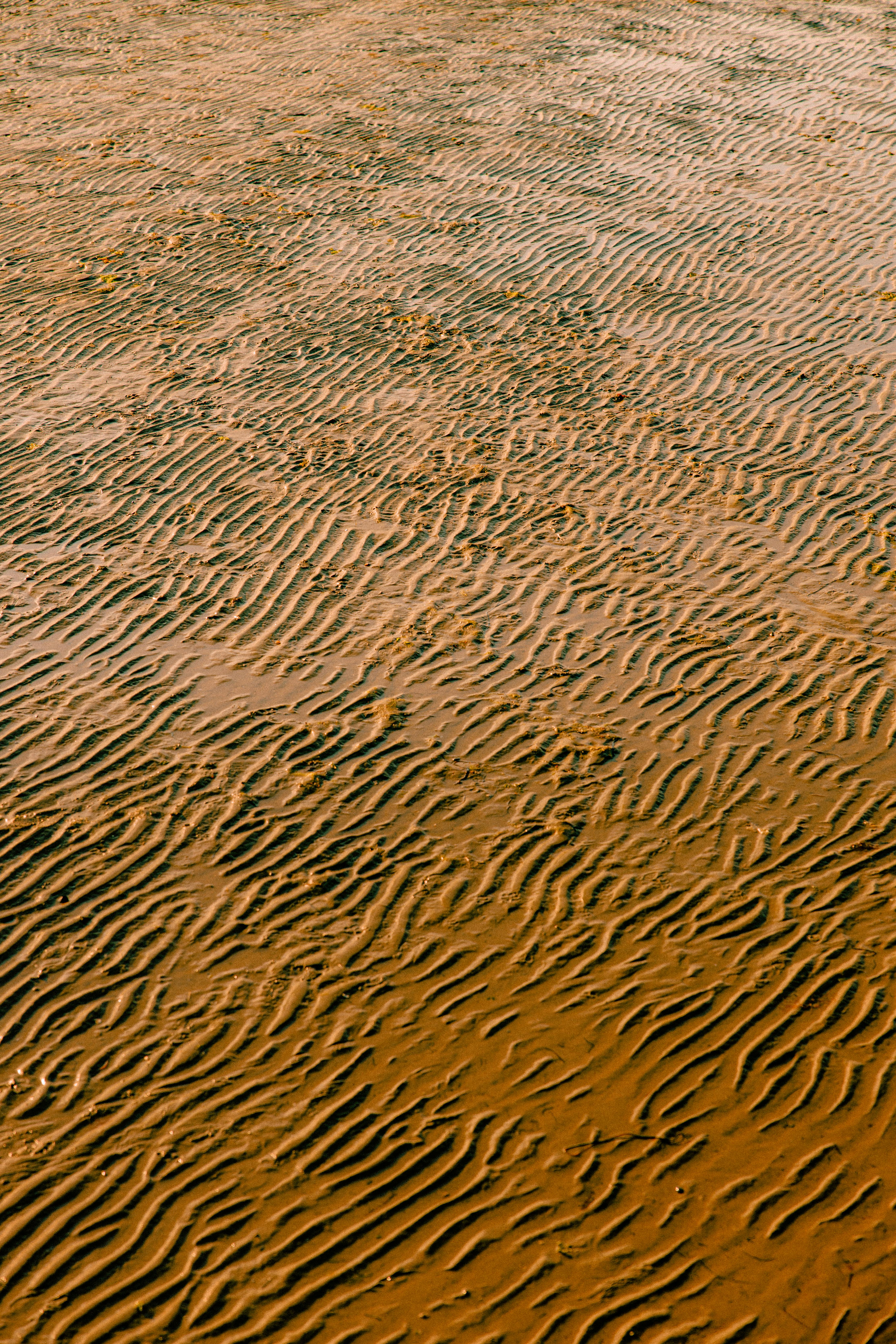 Close-up of Wet Beach Sand · Free Stock Photo