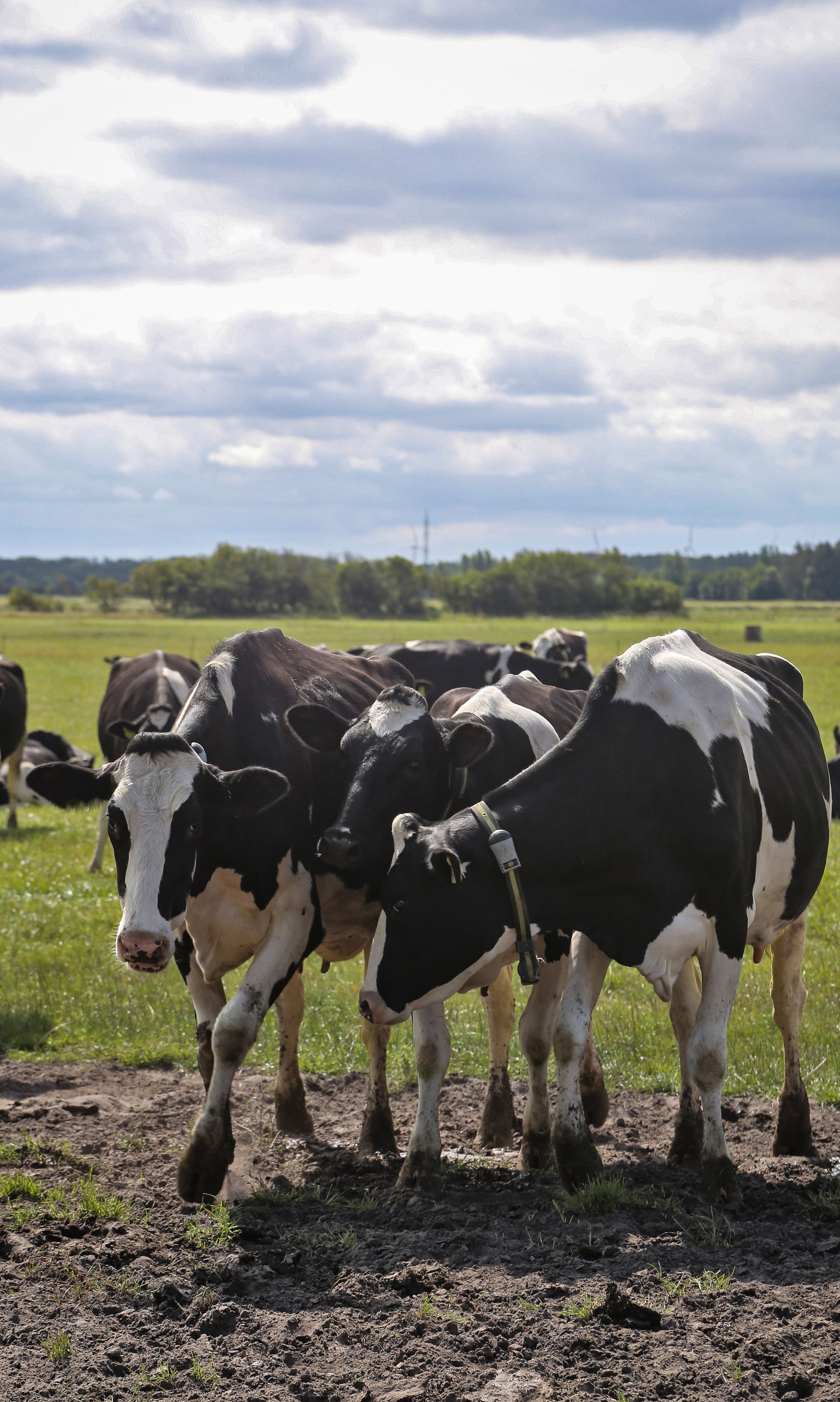Foto de stock gratuita sobre agricultura, fotos de animales, campo de ...