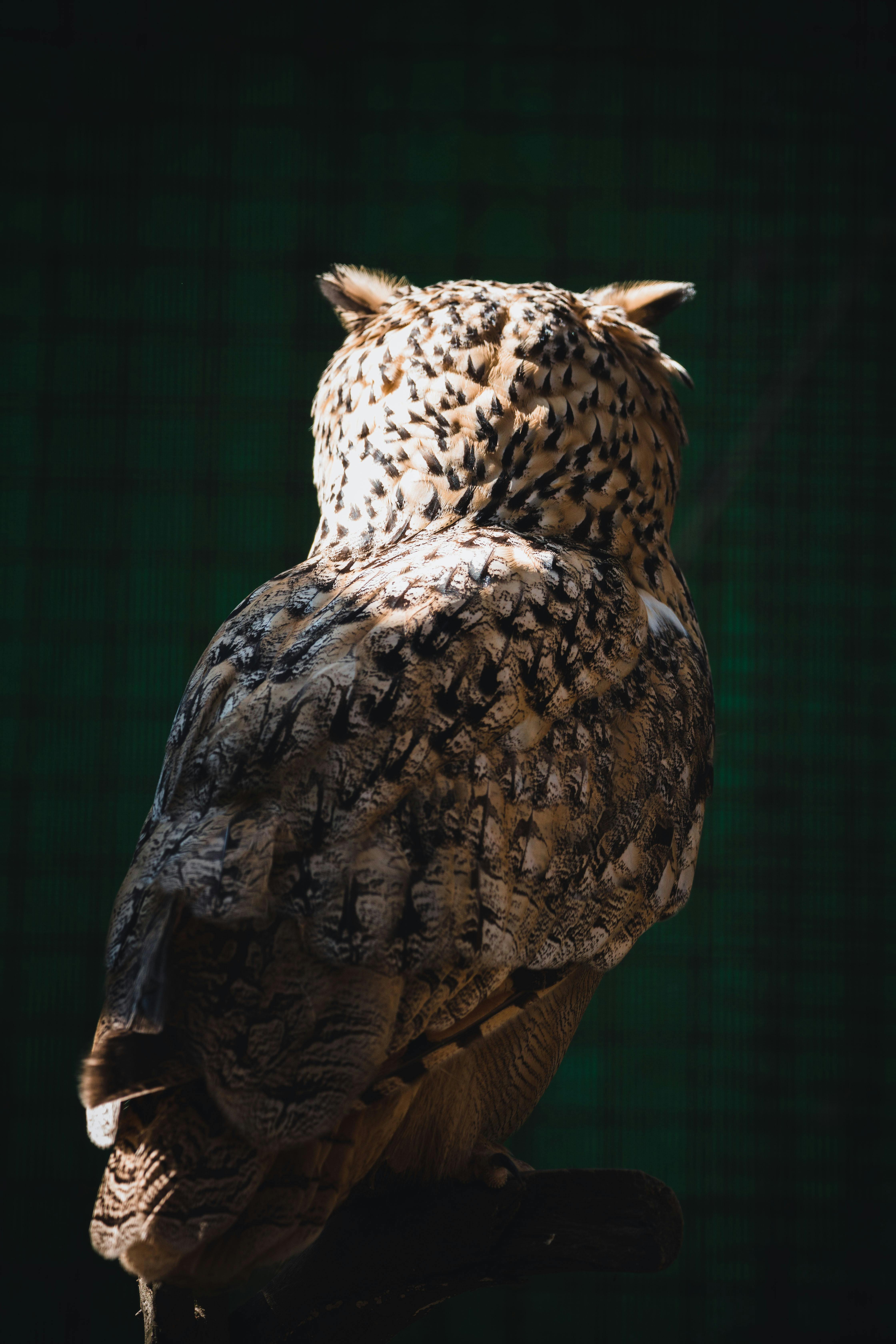 Back View of an Owl · Free Stock Photo