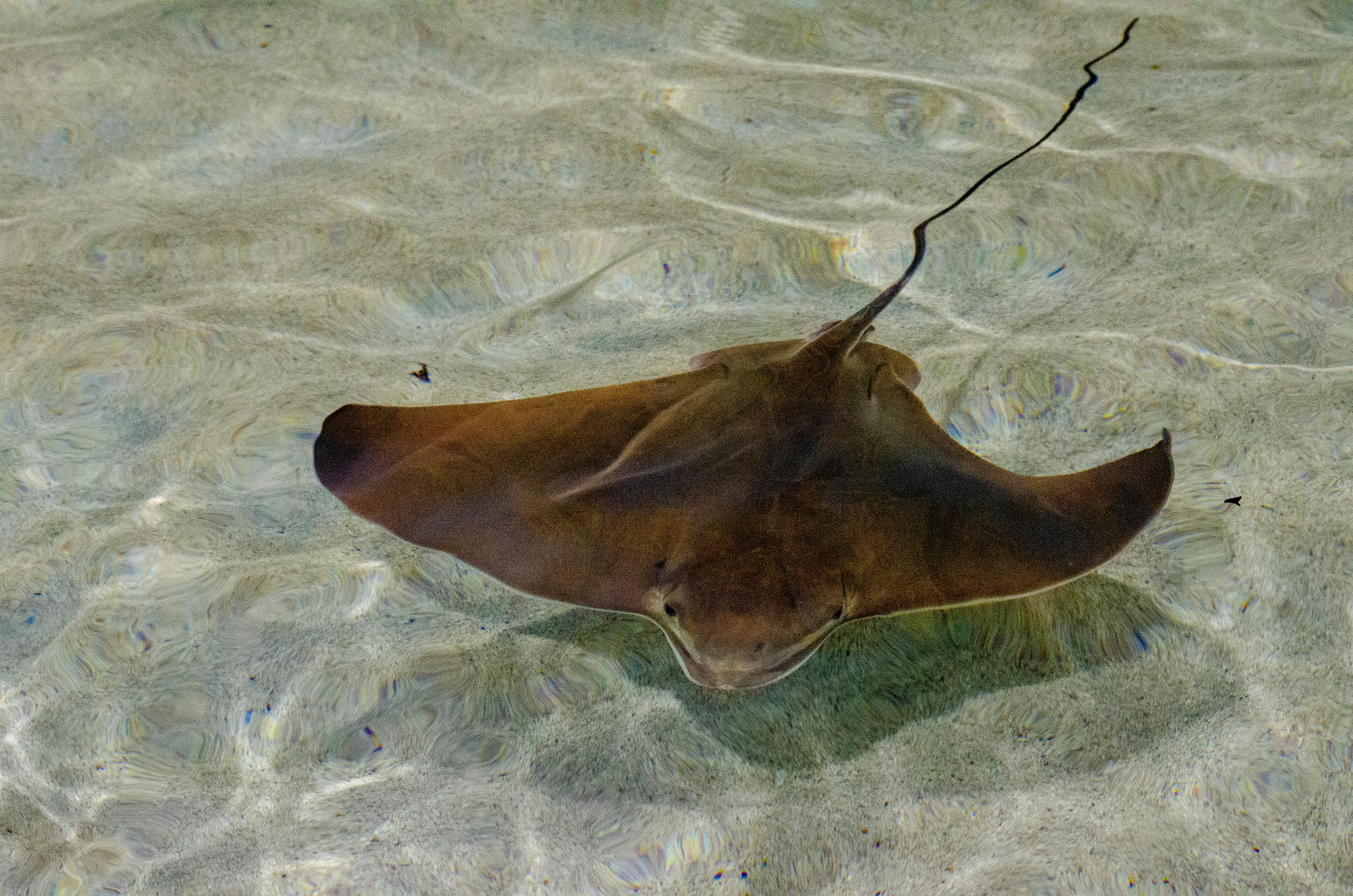 Close-up of a Stingray in the Water · Free Stock Photo