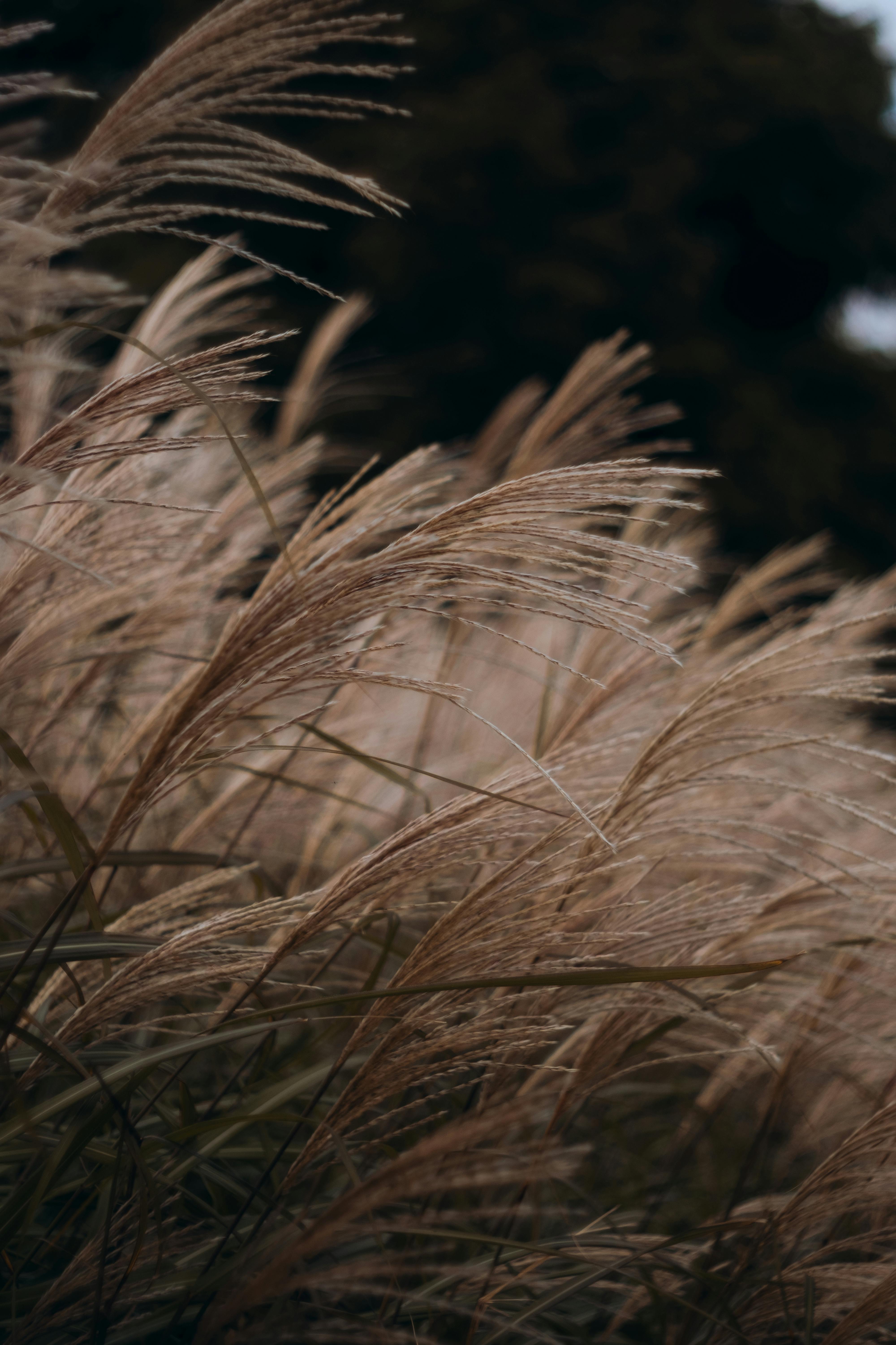 Blade of Rice · Free Stock Photo