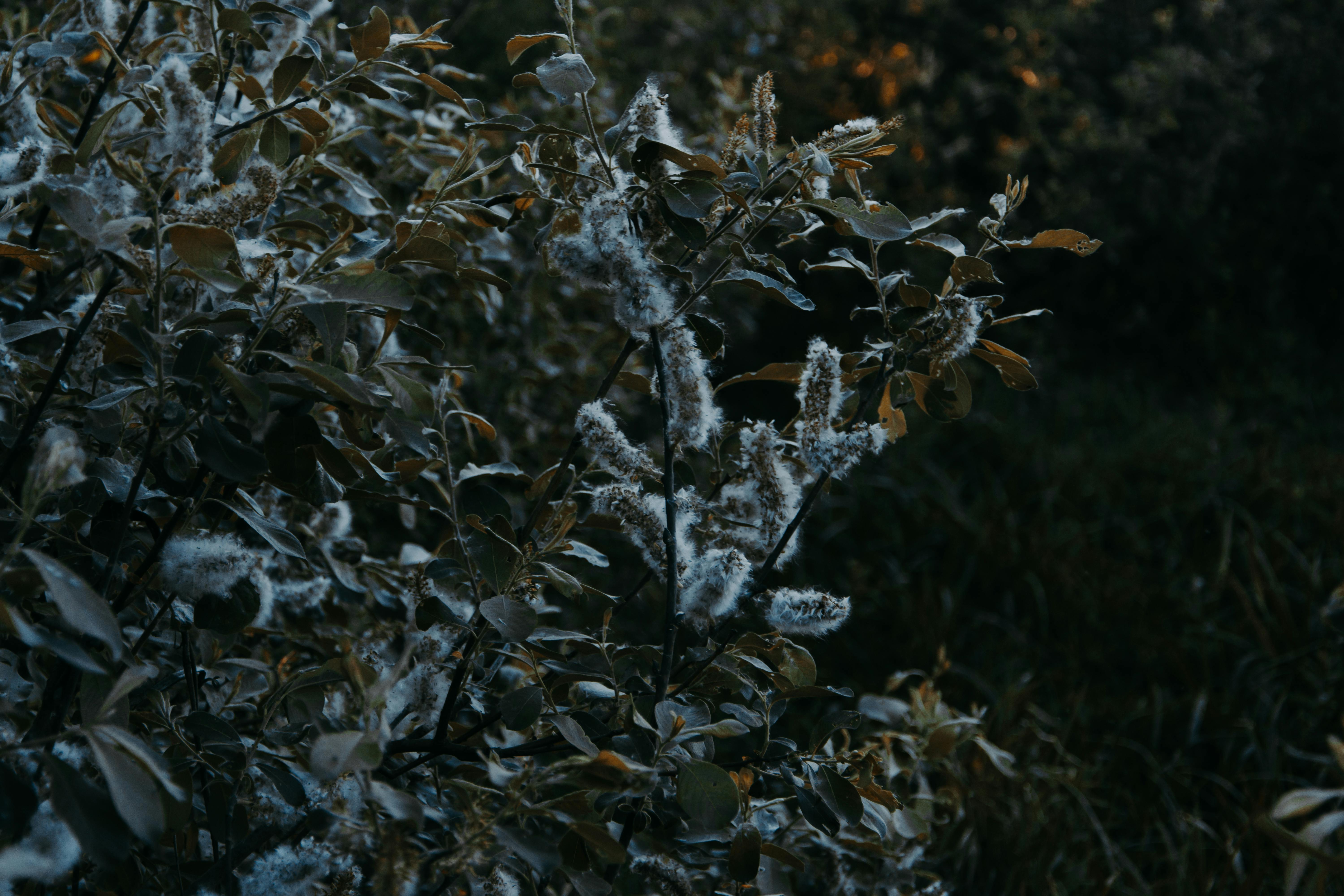 Fluffy Blooms Photos, Download The BEST Free Fluffy Blooms Stock Photos ...