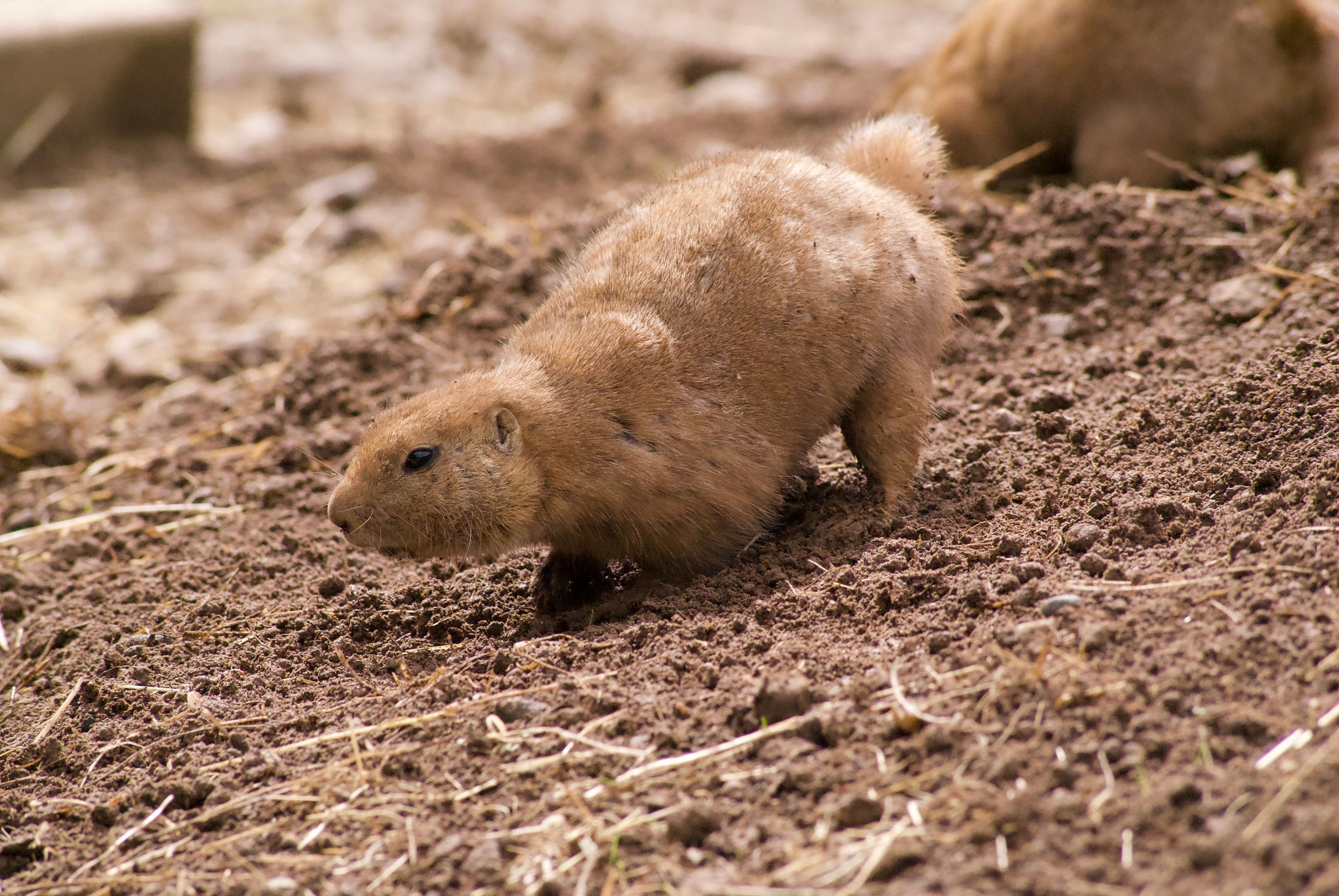 Black Mole in Black Soil · Free Stock Photo